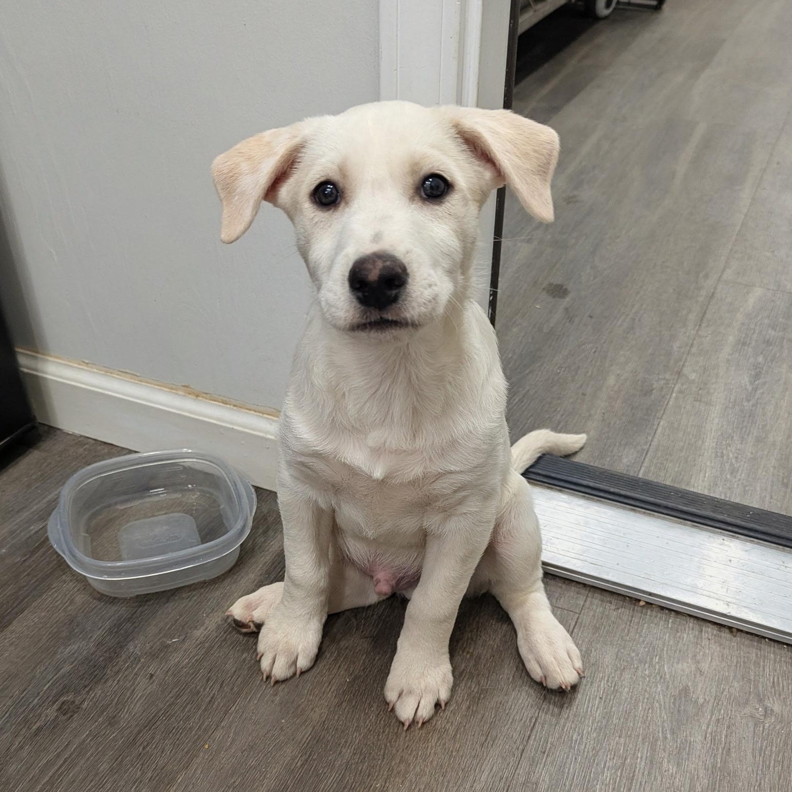 Dog for adoption - Toby - The Follower, a Terrier Mix in Baltimore, MD ...
