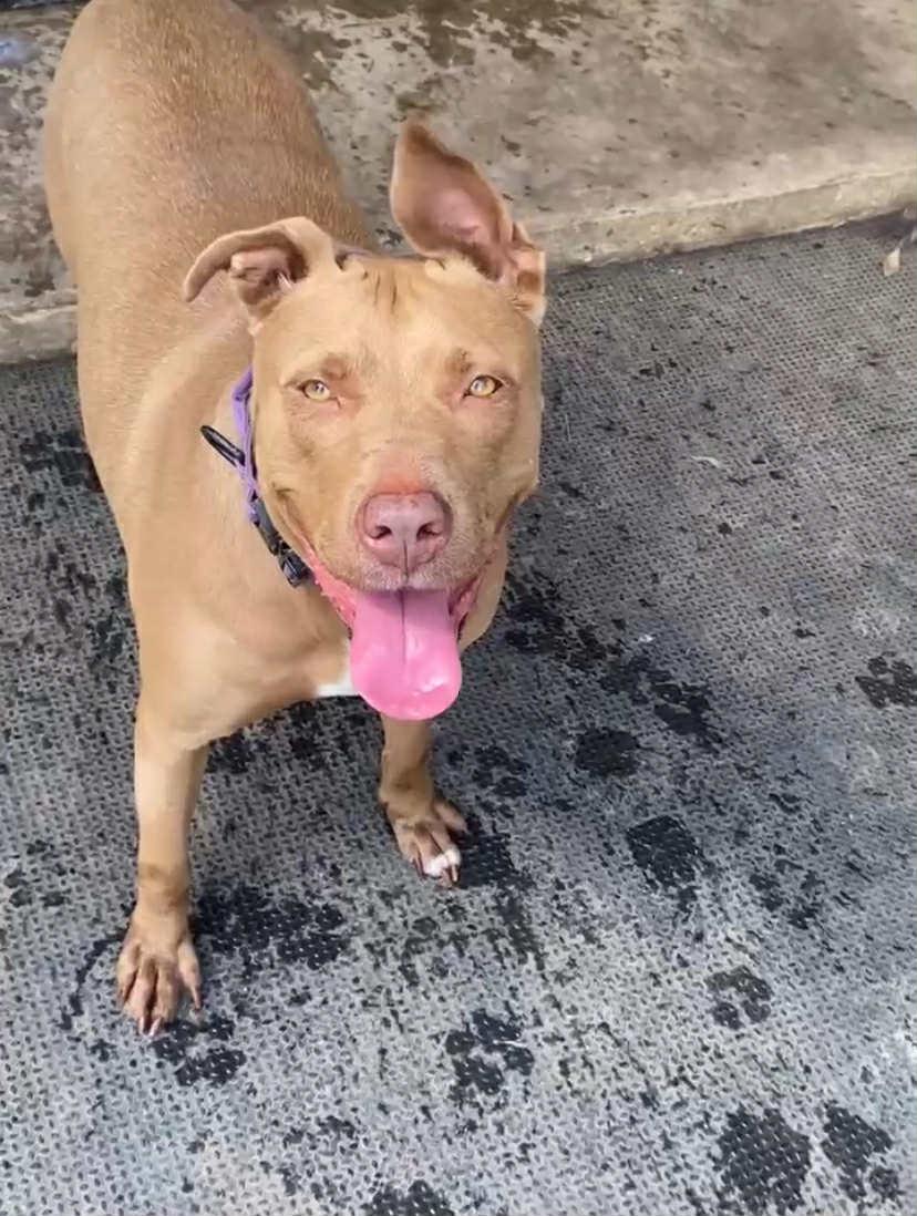 Dog for adoption - Coco, a Pit Bull Terrier in New Lenox, IL | Petfinder