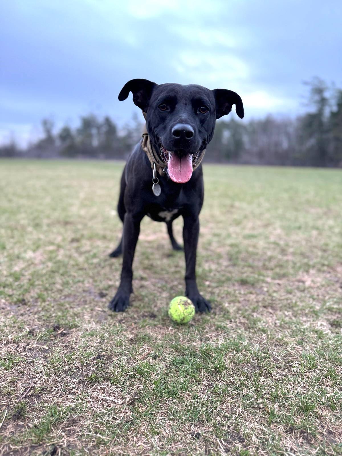 Dog for adoption - Nico, a Mixed Breed in Toronto, ON | Petfinder