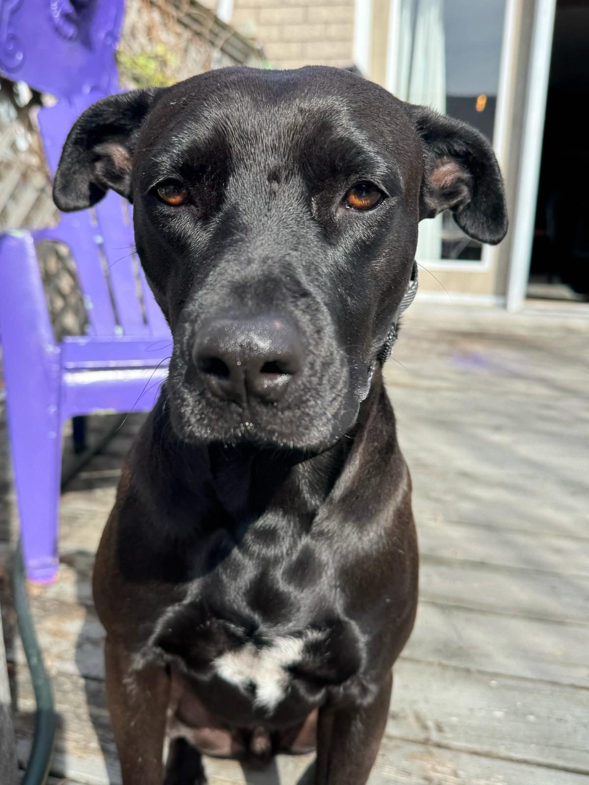 Dog for adoption - Nico, a Mixed Breed in Toronto, ON | Petfinder