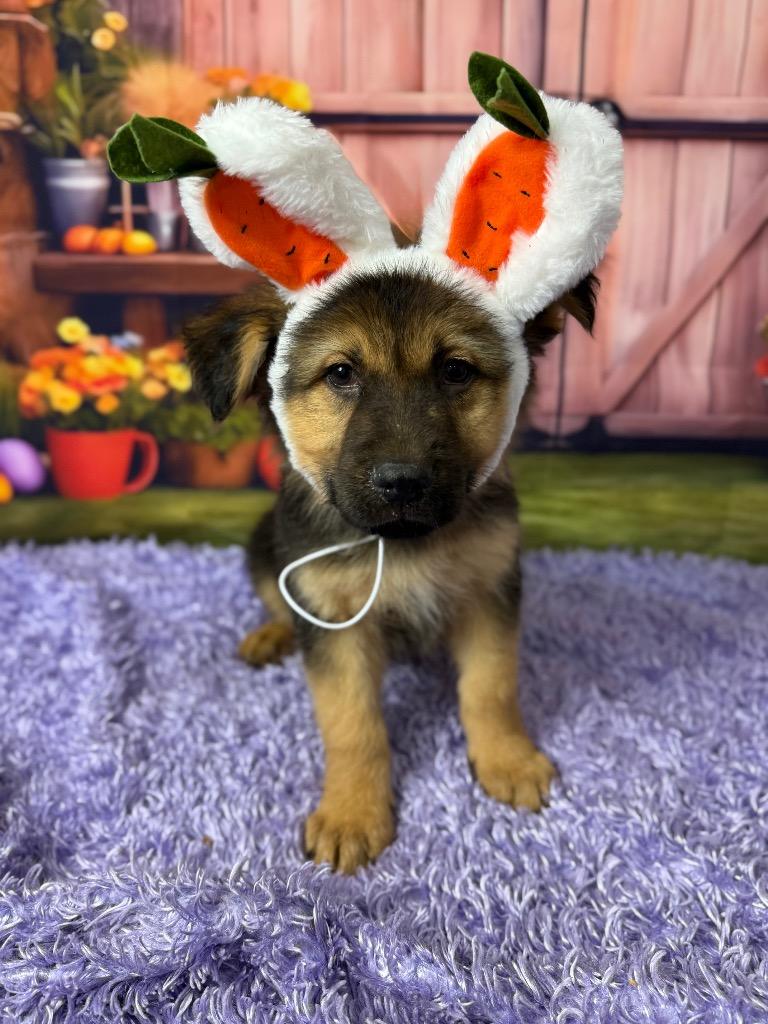 Dog for adoption - Luke Danes, a German Shepherd Dog in Salem, OR ...