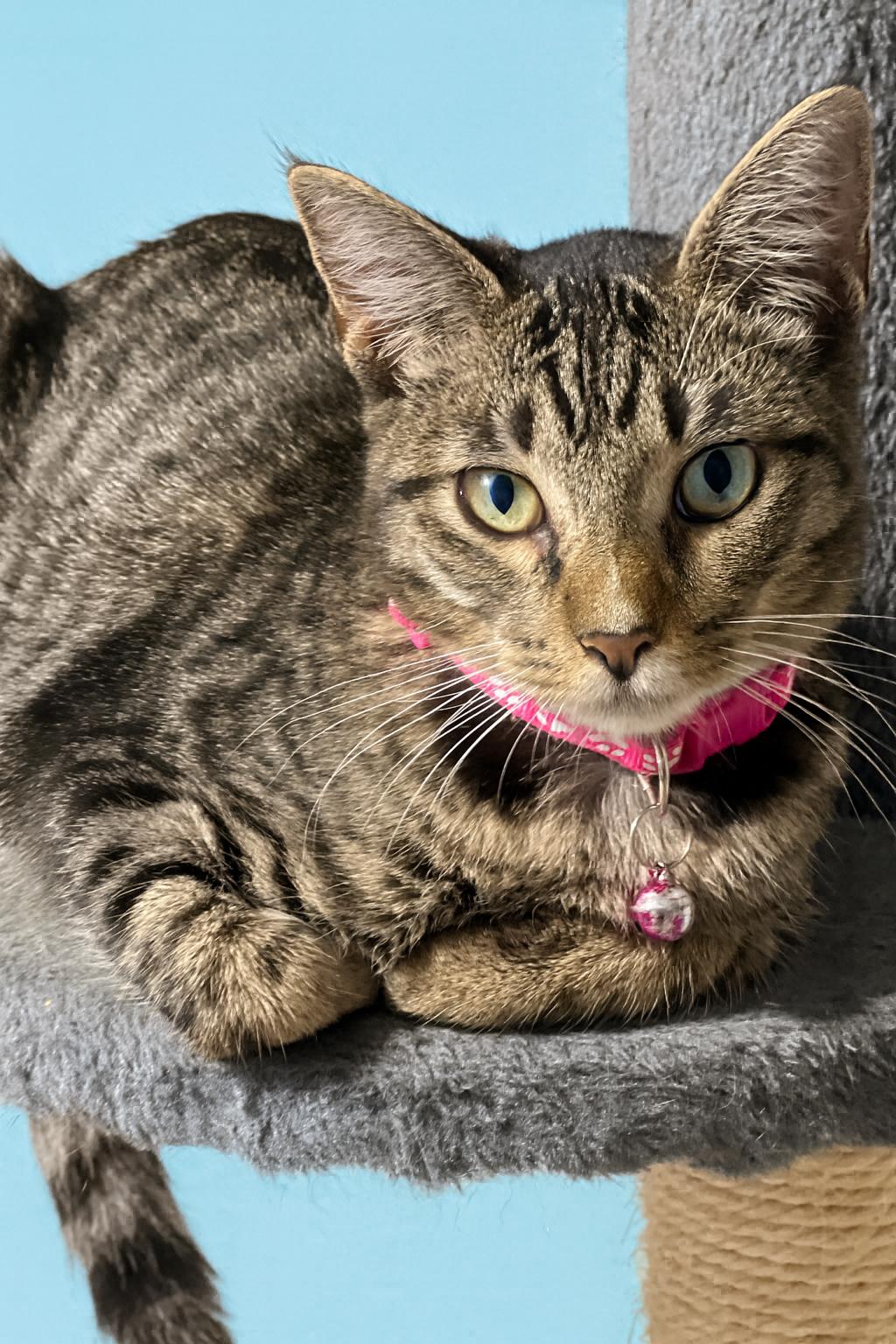 Cat for adoption - Jey, a Domestic Short Hair in RATON, NM | Petfinder