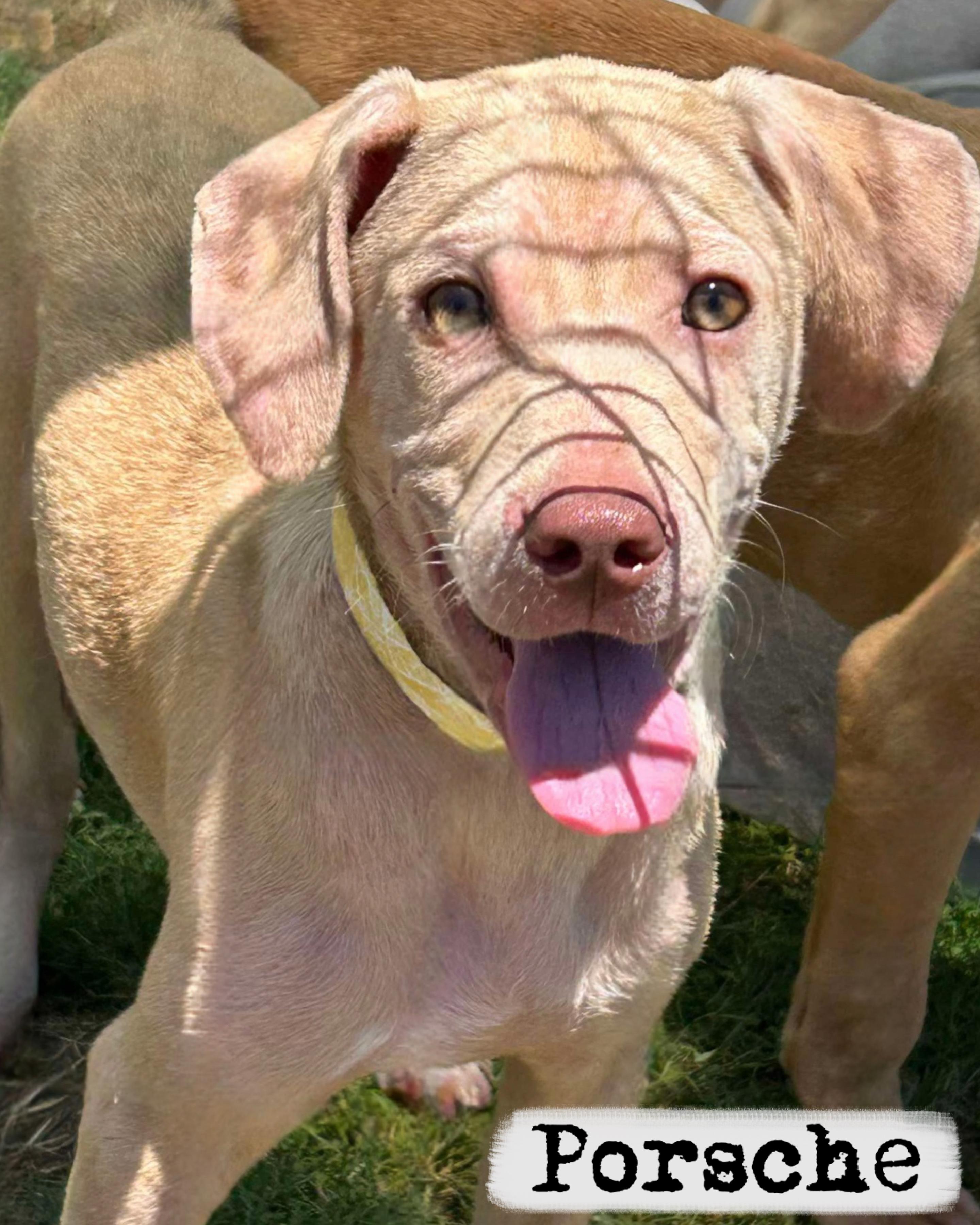 Dog for adoption - Porsche, a Yellow Labrador Retriever Mix in Berwick ...