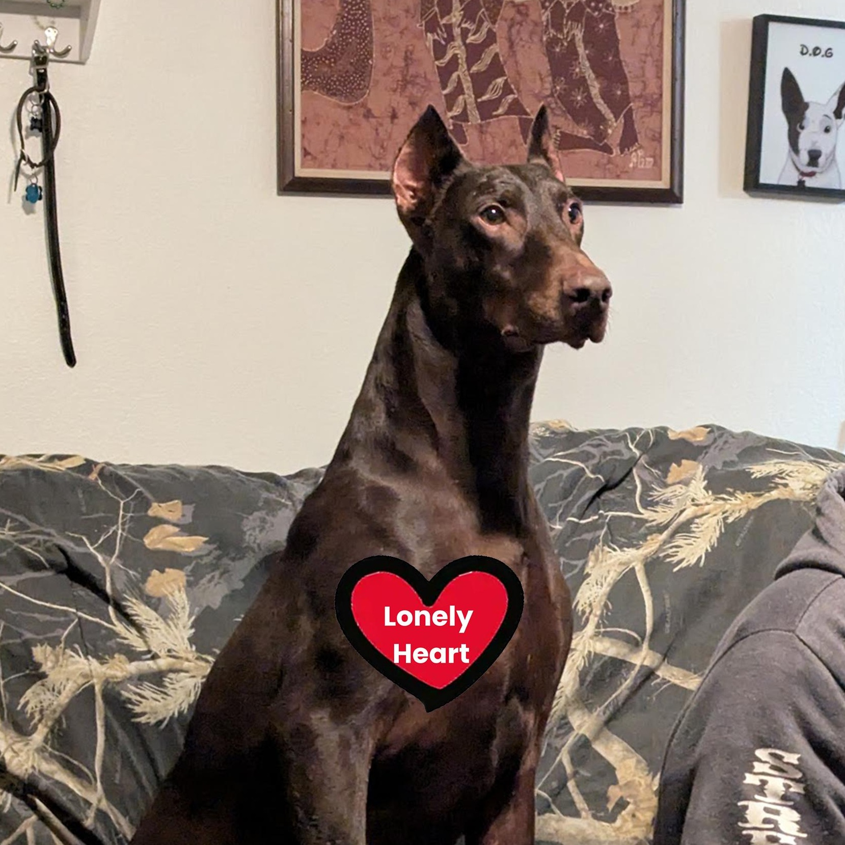 Dobbie - Adoptable Pet | Petfinder | Petfinder