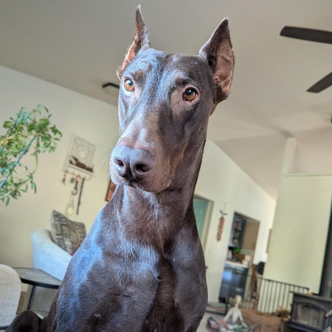 Dobbie - Adoptable Pet | Petfinder | Petfinder