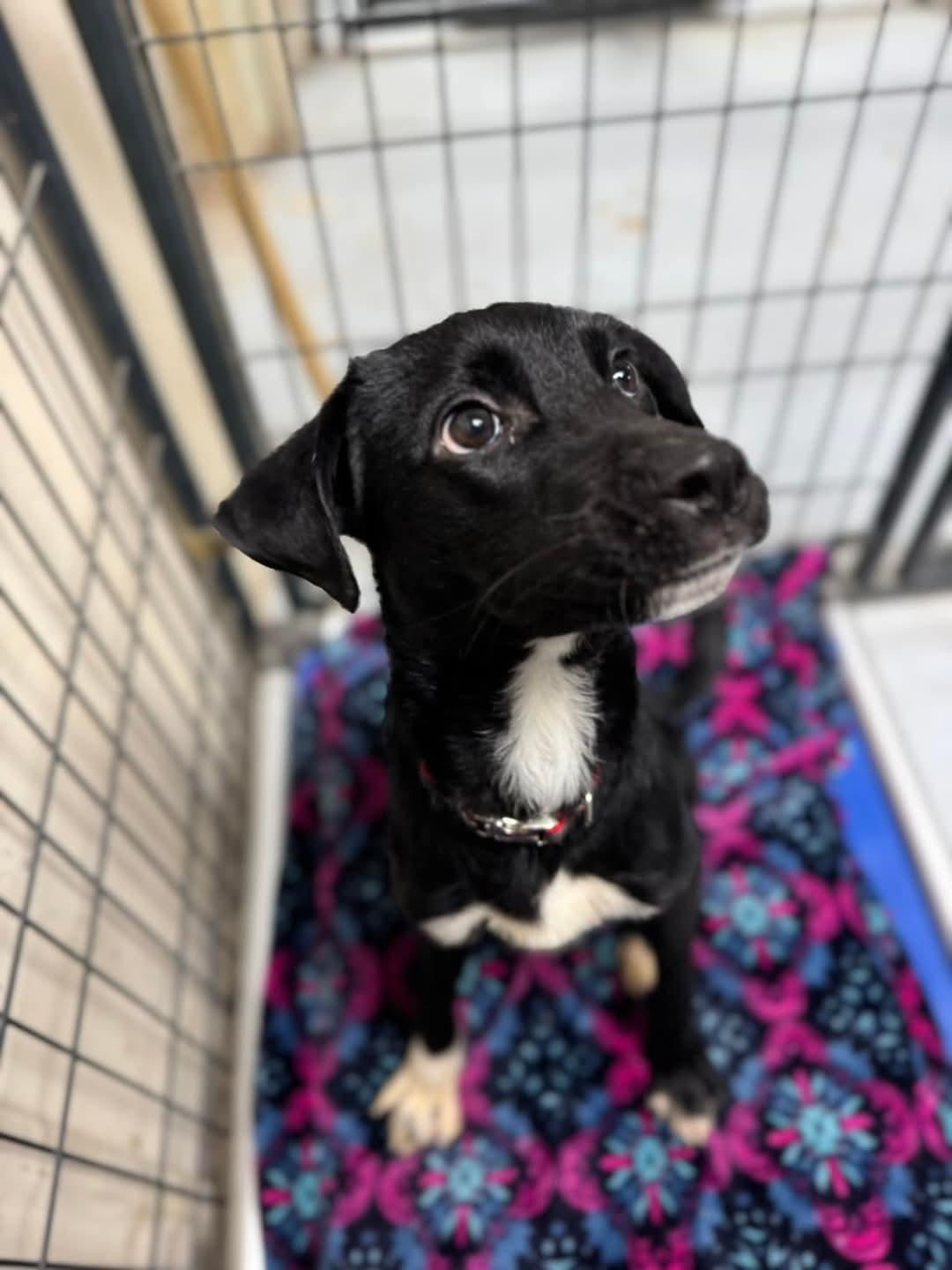 Dog for adoption - Daisy Duke, a Black Labrador Retriever Mix in ...