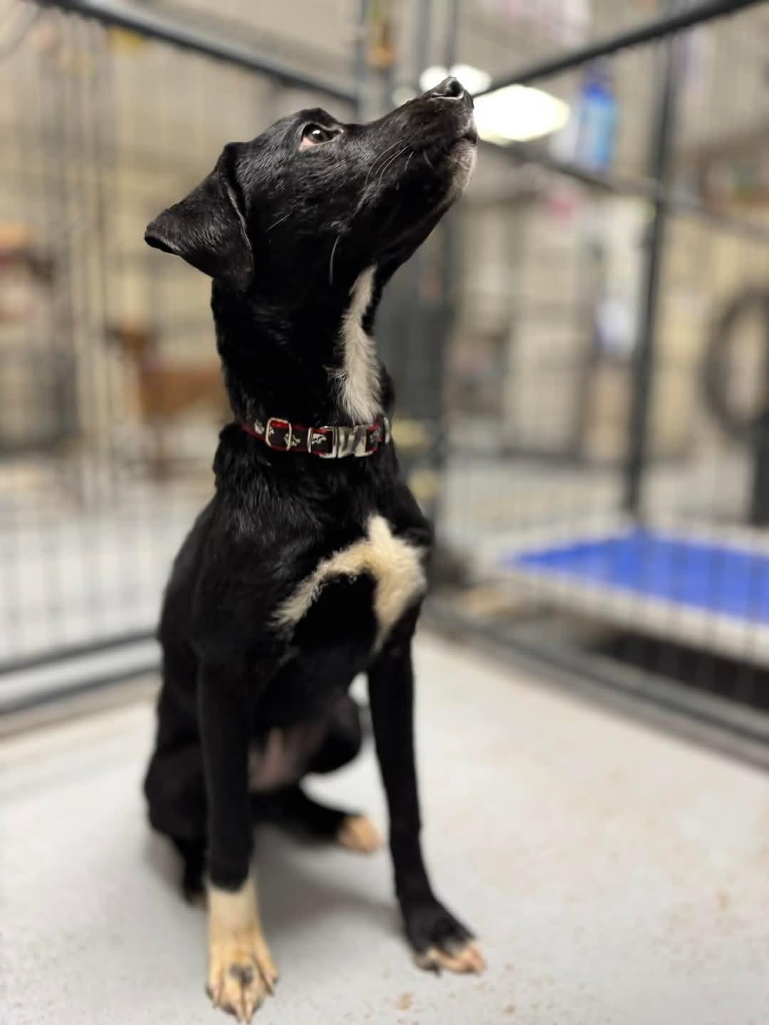 Dog for adoption - Daisy Duke, a Black Labrador Retriever Mix in ...