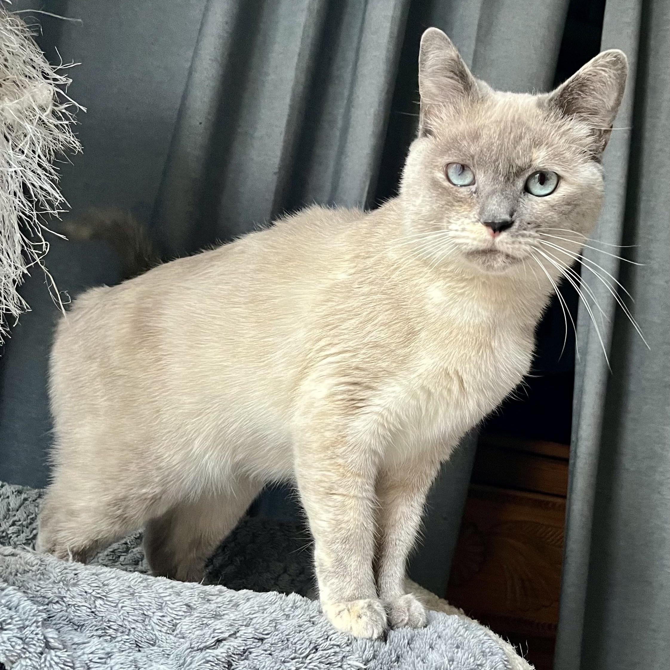 Cat for adoption - Tink, a Siamese in Bethel, CT | Petfinder