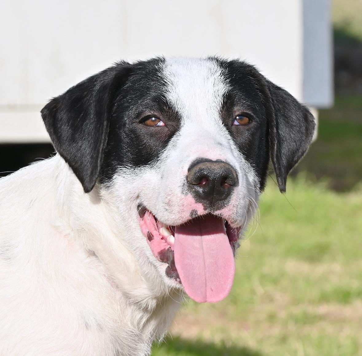 Dog for adoption - Penny, a Great Pyrenees & Collie Mix in Warren, RI ...