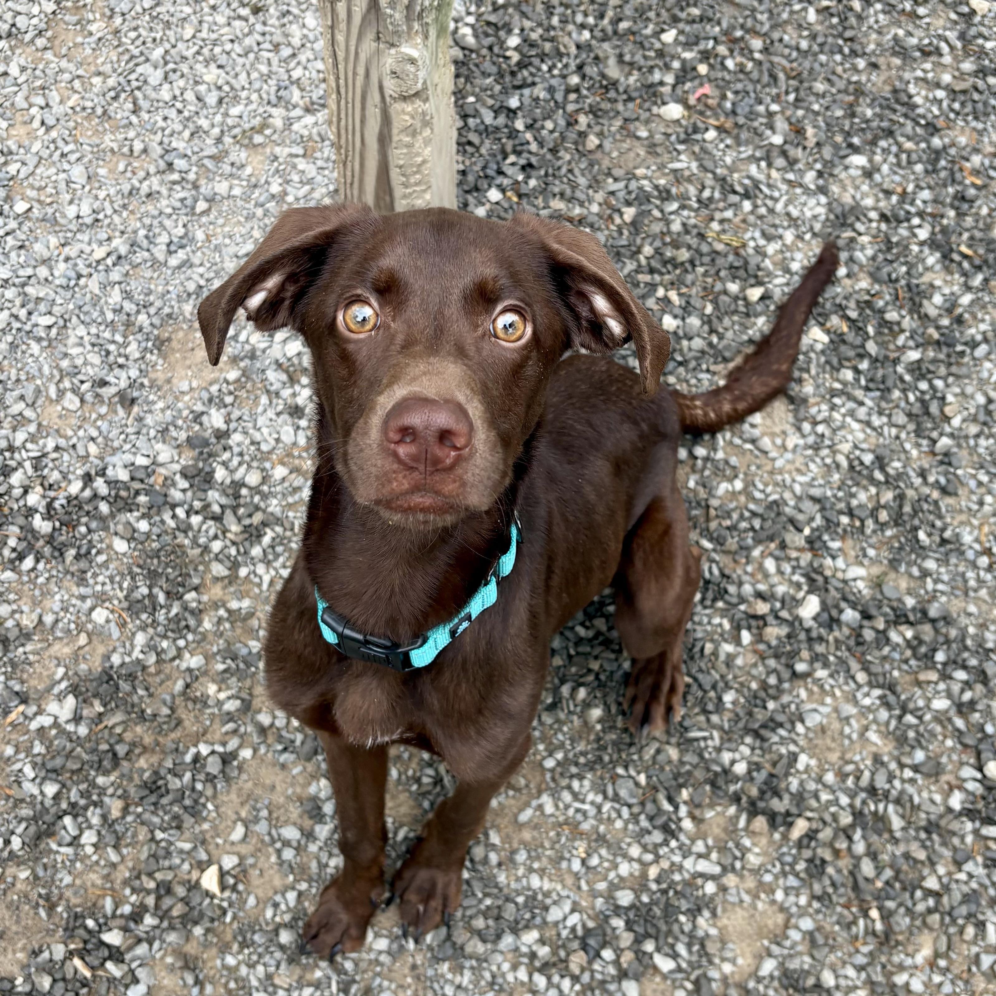 Dog for adoption - Bobby, a Pointer Mix in Gallatin, TN | Petfinder