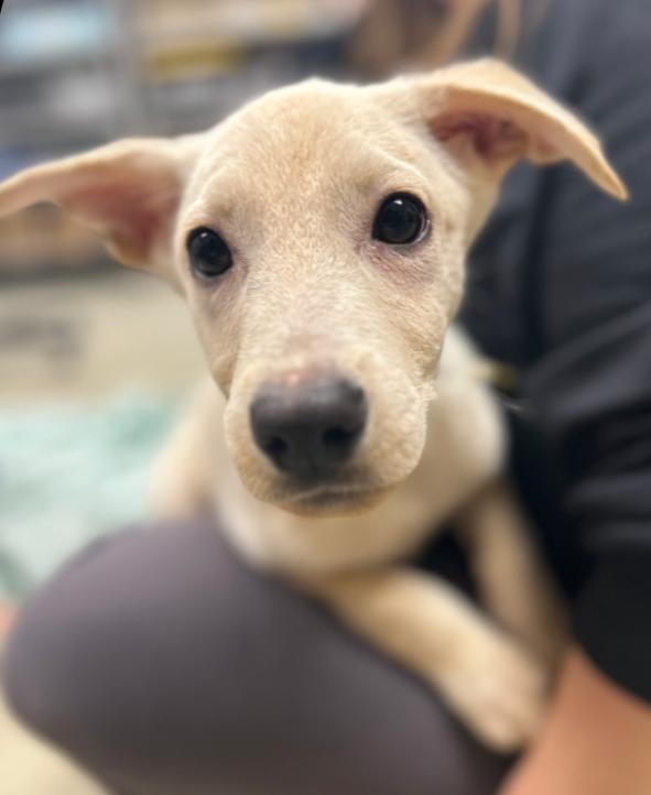 MYSTIQUE ~ PUPPY ~ UPDATE ~ NEW VIDEO - Adoptable Pet | Petfinder ...