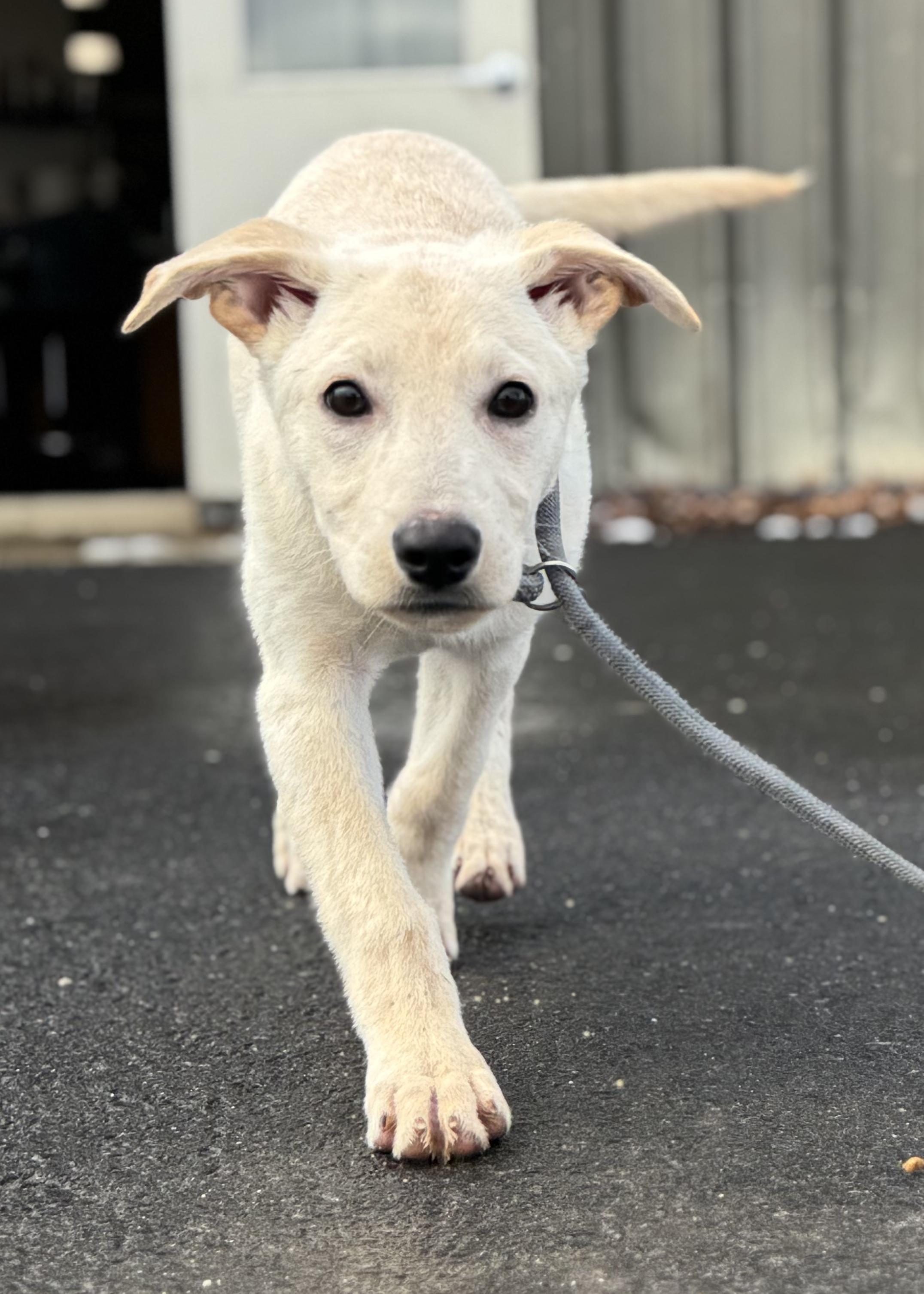 MYSTIQUE ~ PUPPY ~ UPDATE ~ NEW VIDEO - Adoptable Pet | Petfinder ...