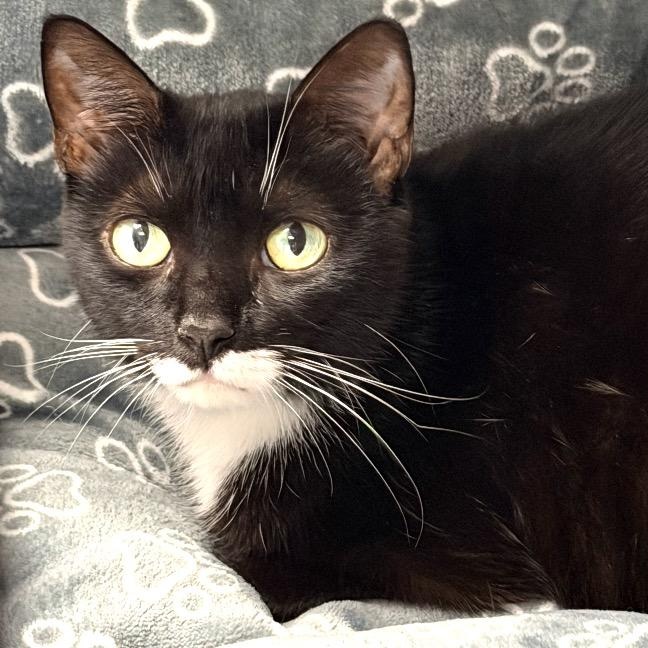 Sheena - Adoptable Pet | Petfinder | Petfinder