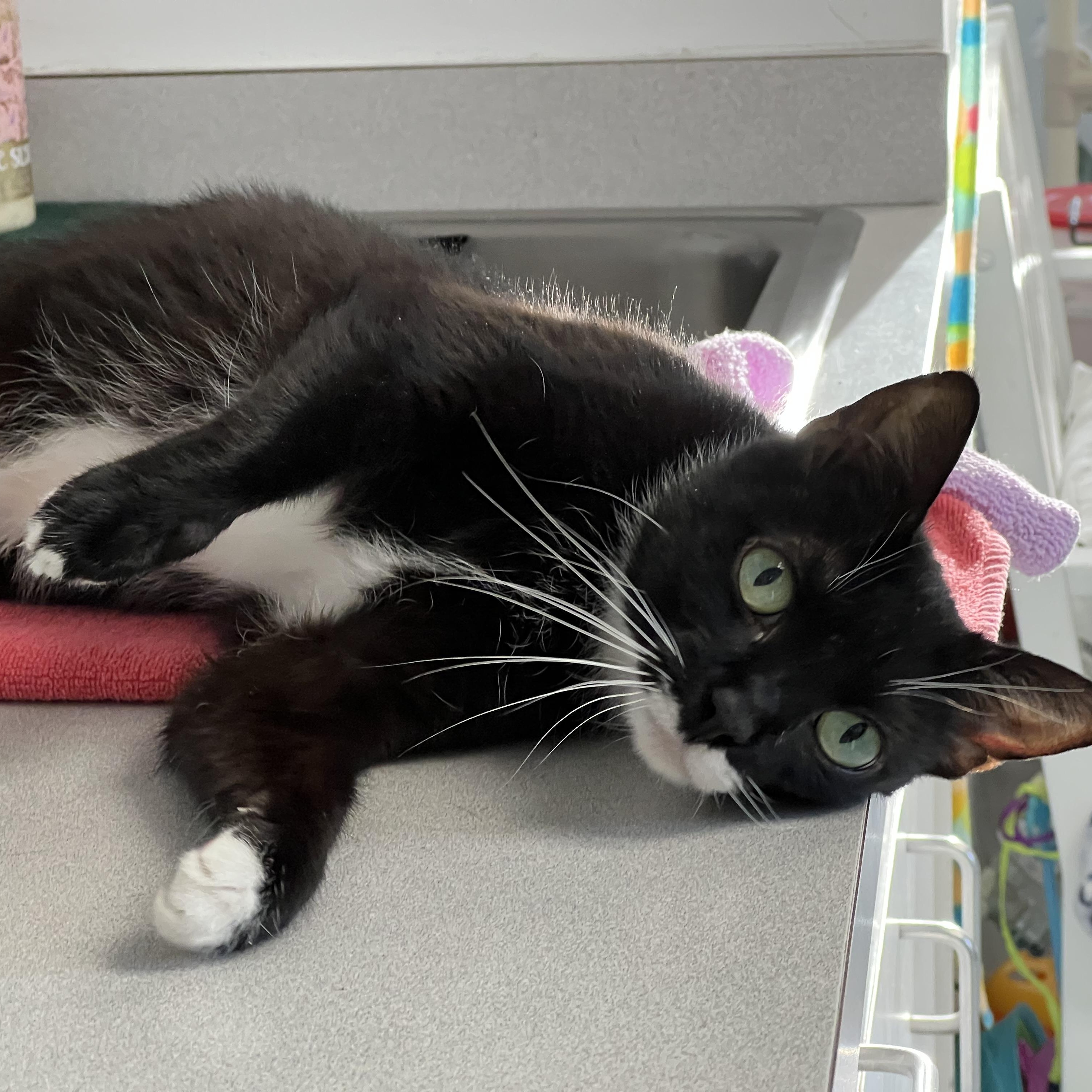 Sheena - Adoptable Pet | Petfinder | Petfinder