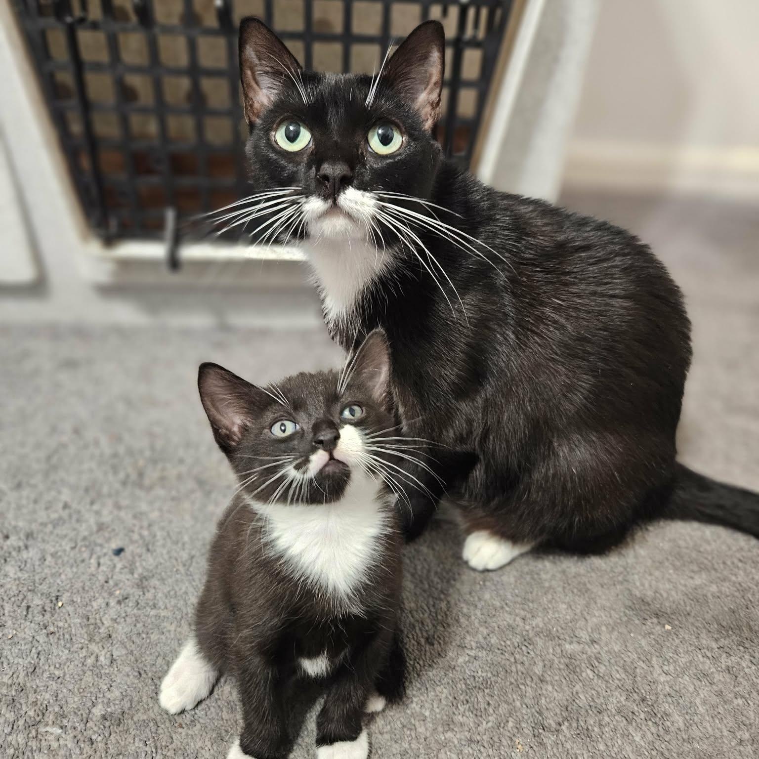 Sheena - Adoptable Pet | Petfinder | Petfinder