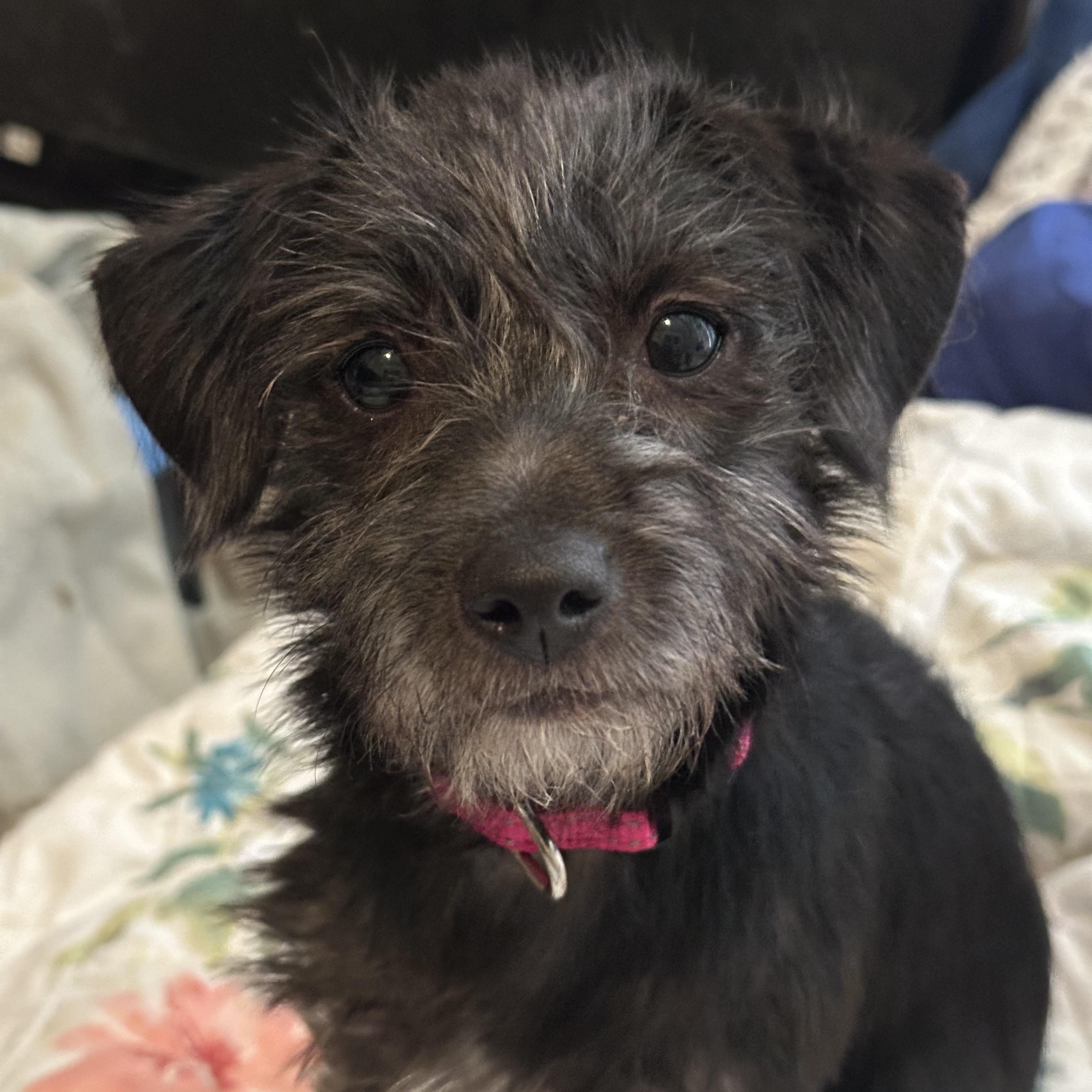 Dog for adoption - Magnolia, a Terrier Mix in ENFIELD, CT | Petfinder