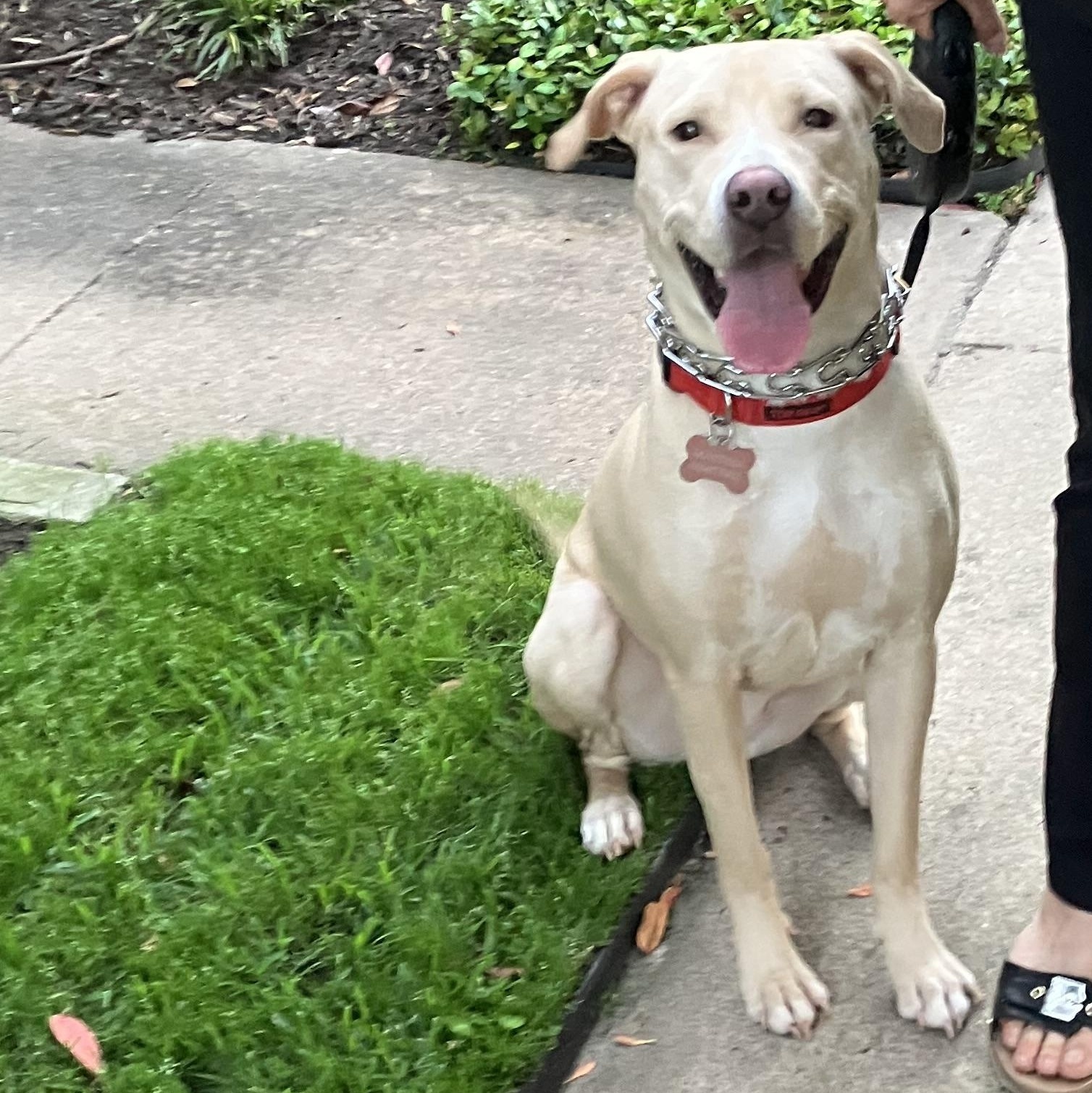 Dog for adoption - Tina Louise, a Yellow Labrador Retriever Mix in ...