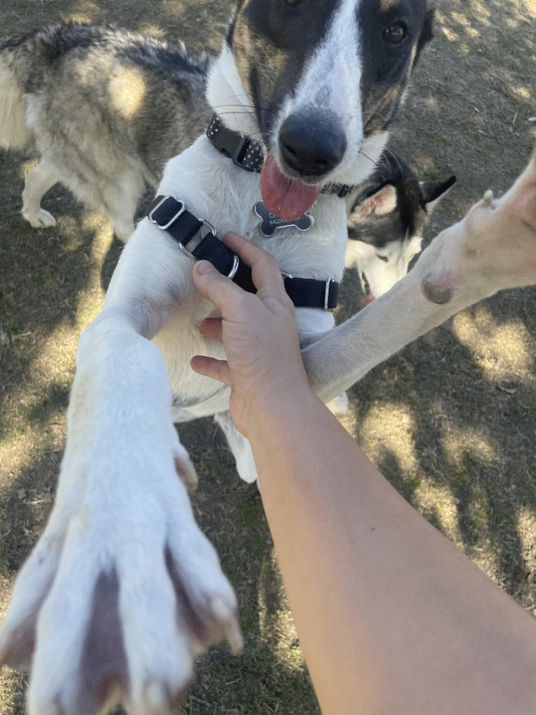 Dog for adoption - Cholula, a Xoloitzcuintli / Mexican Hairless Mix in ...