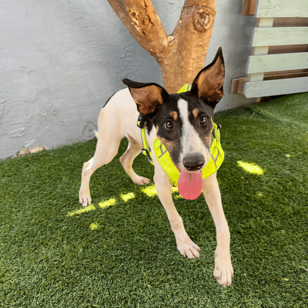 Dog for adoption - Cholula, a Xoloitzcuintli / Mexican Hairless Mix in ...