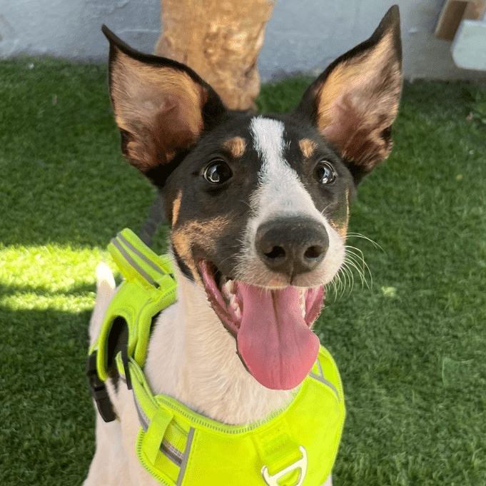 Dog for adoption - Cholula, a Xoloitzcuintli / Mexican Hairless Mix in ...