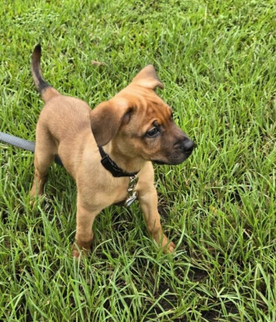 Dog for adoption - Wilma, a Boxer & Border Terrier Mix in Boca Raton ...