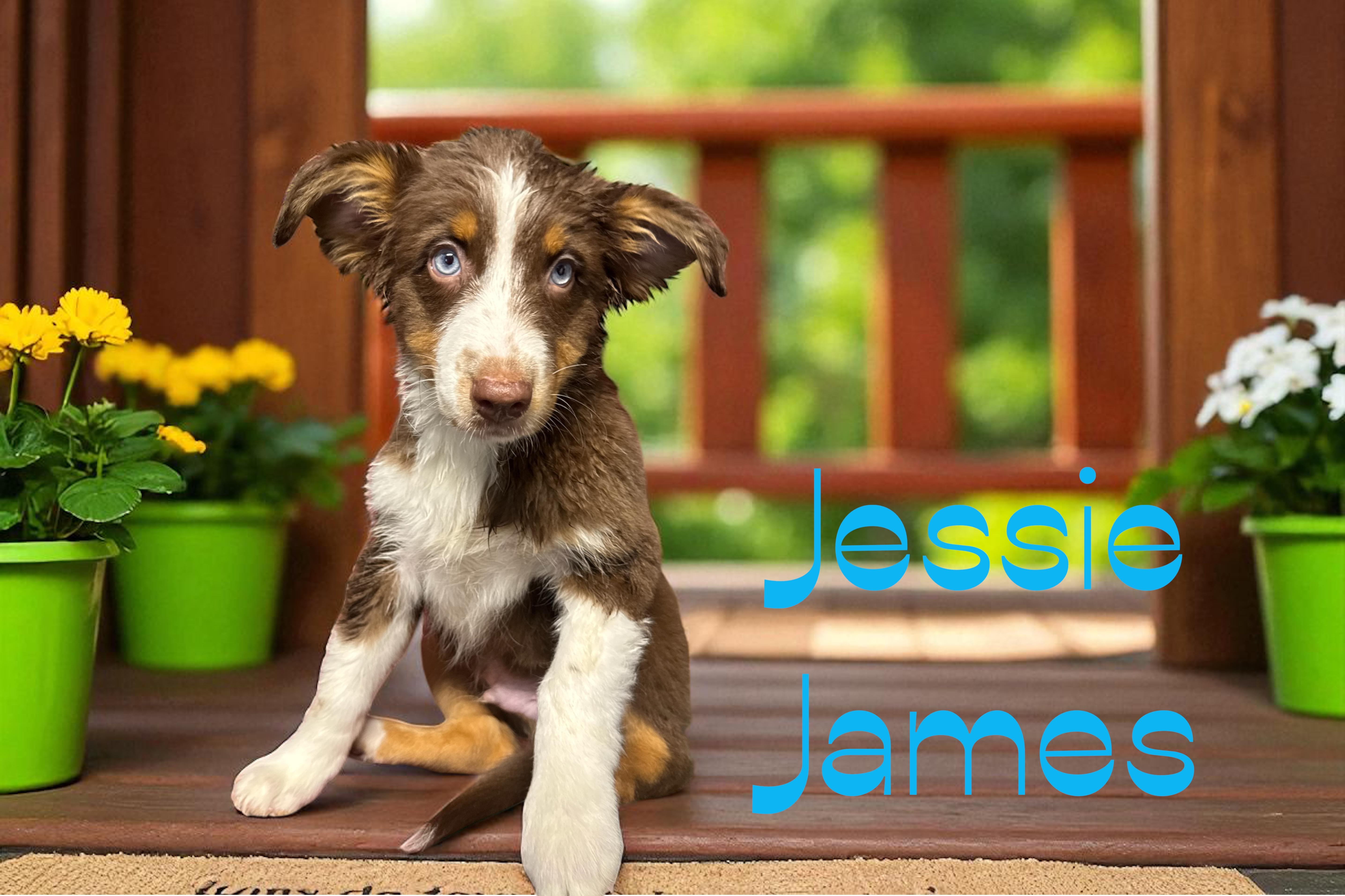 Dog for adoption - Jessie James, an Australian Shepherd in South Amboy, NJ | Petfinder