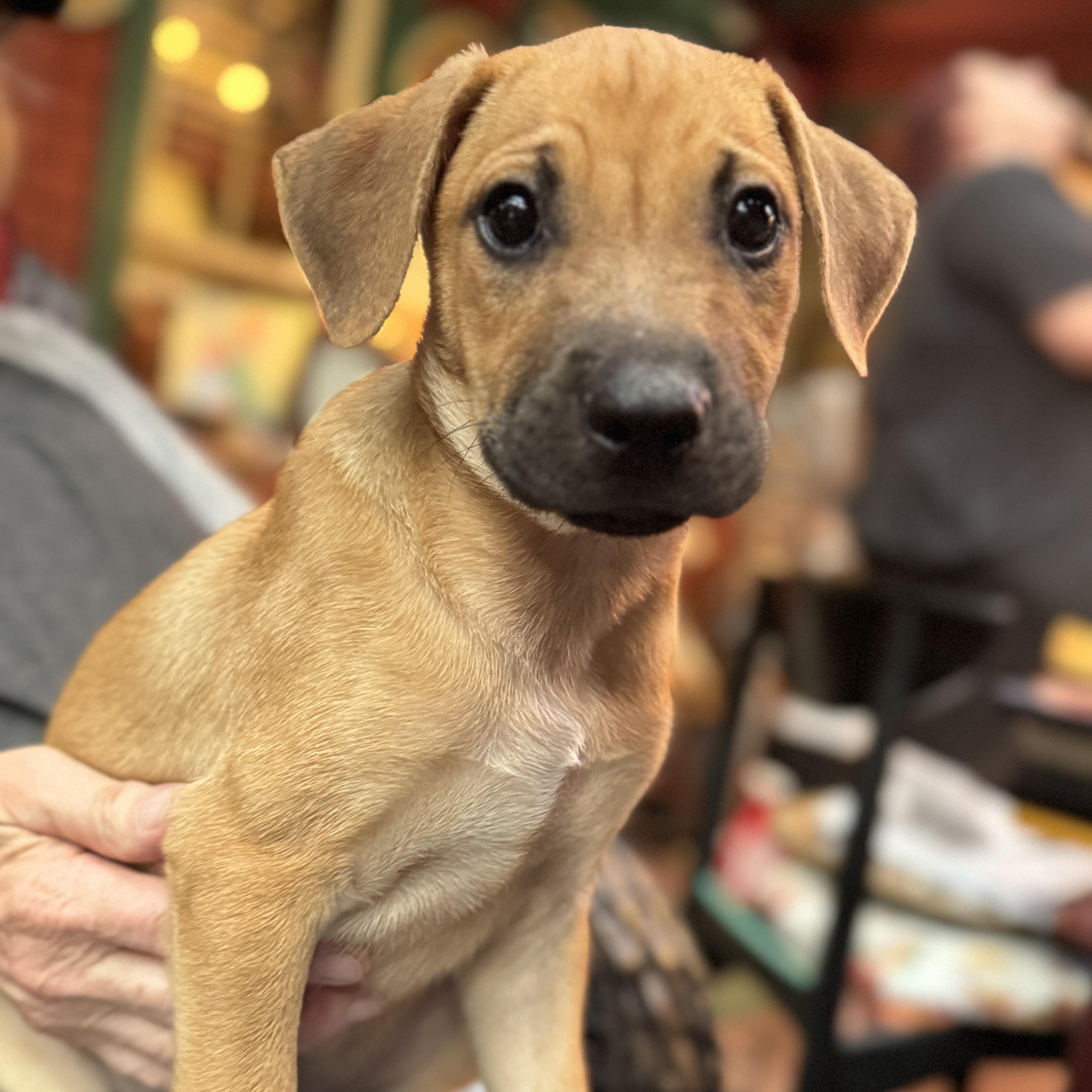 Dog for adoption - Mannie, a Boxer & Australian Shepherd Mix in ...