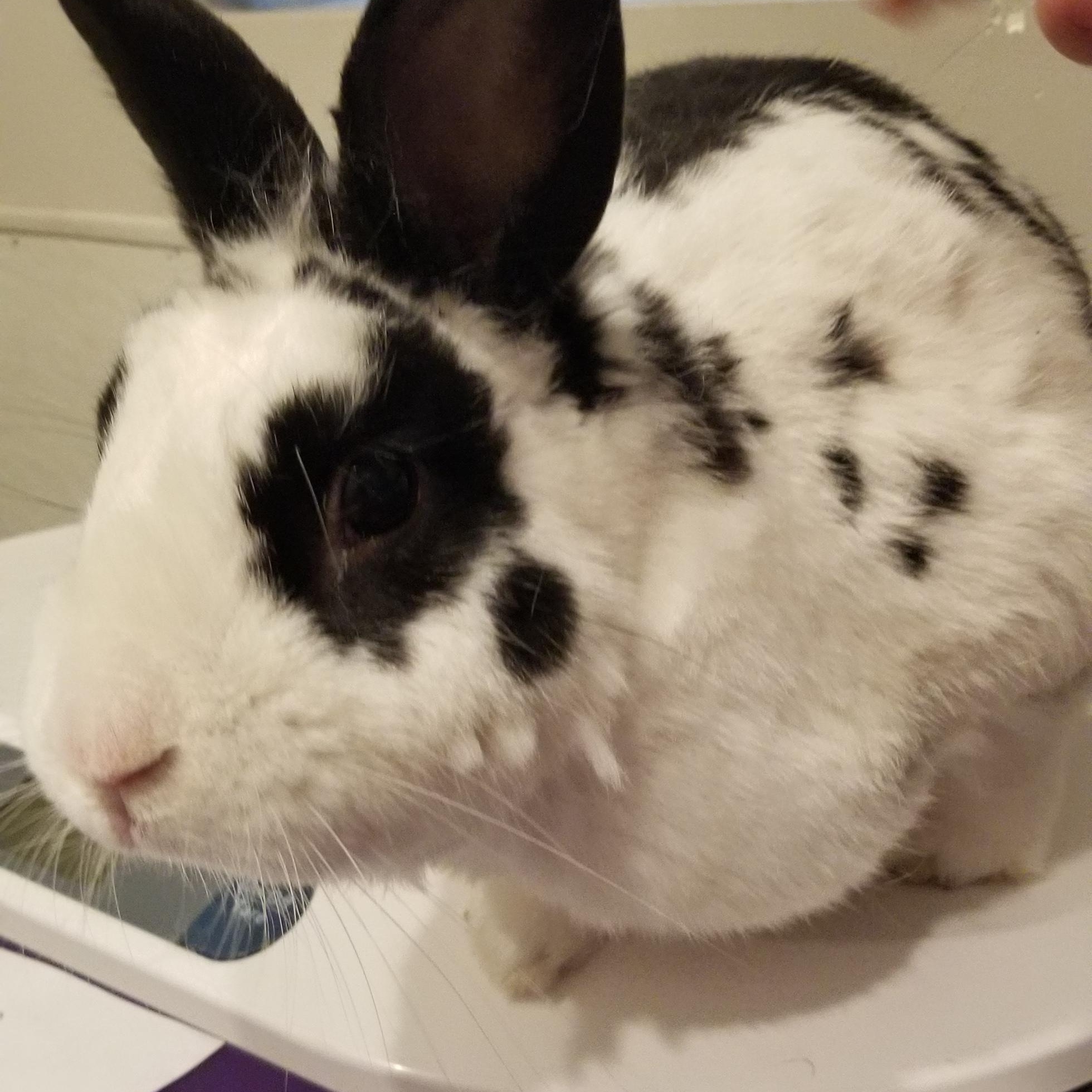 Rabbit for adoption - Bella, a Bunny Rabbit in Modesto, CA | Petfinder