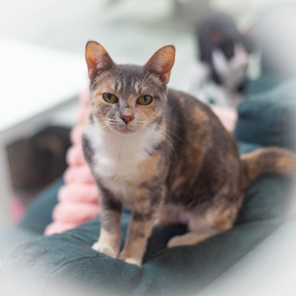 Cat for adoption - Astrid, a Tortoiseshell in Ponte Vedra, FL | Petfinder