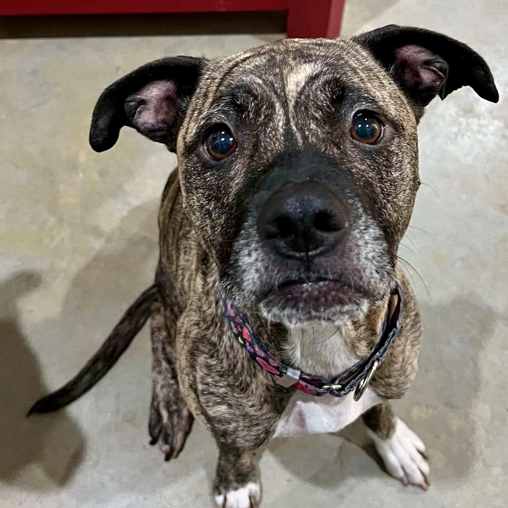 Dog for adoption - Venus, a Retriever & American Staffordshire Terrier ...