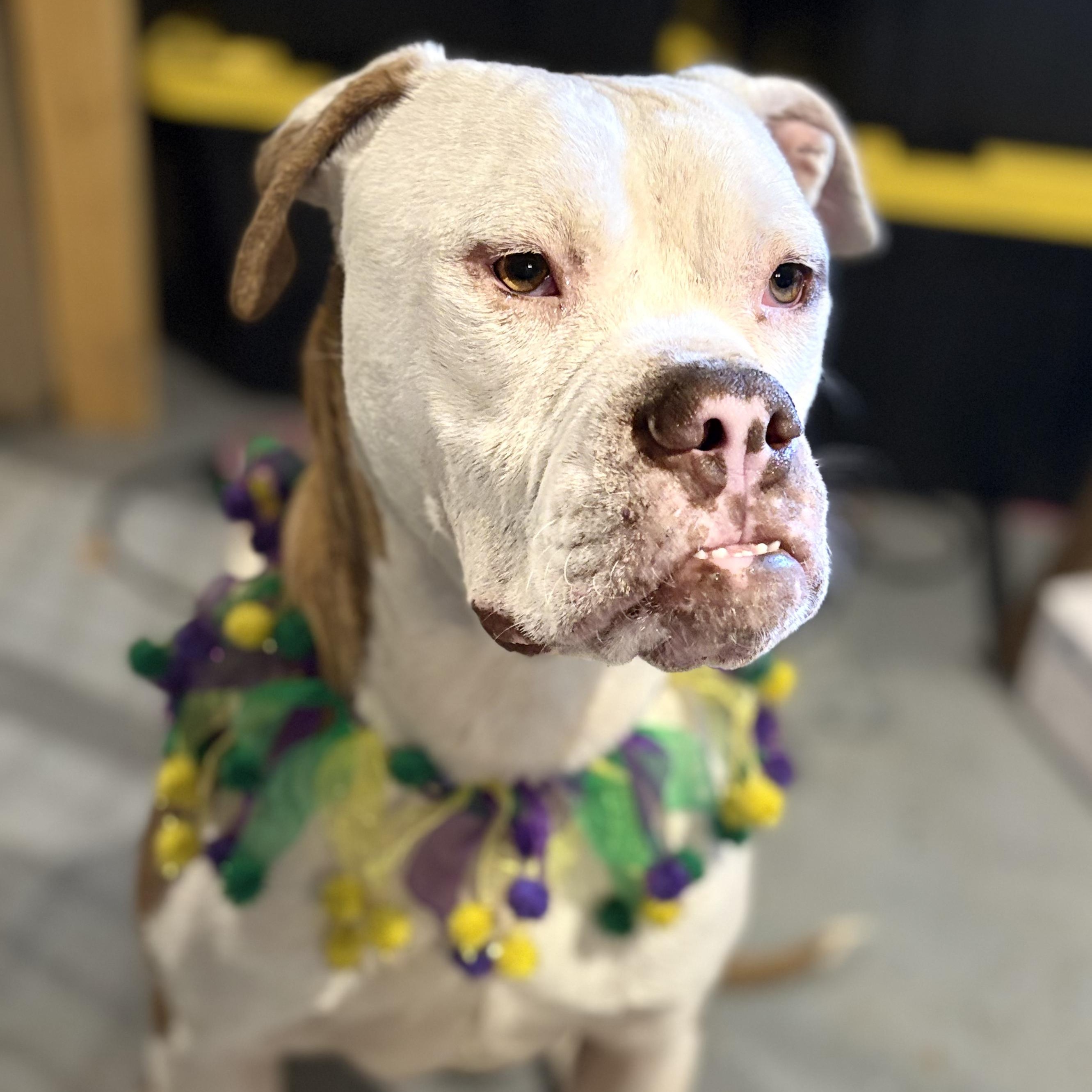 Dog for adoption - Gus, an American Bulldog Mix in Spokane, WA | Petfinder