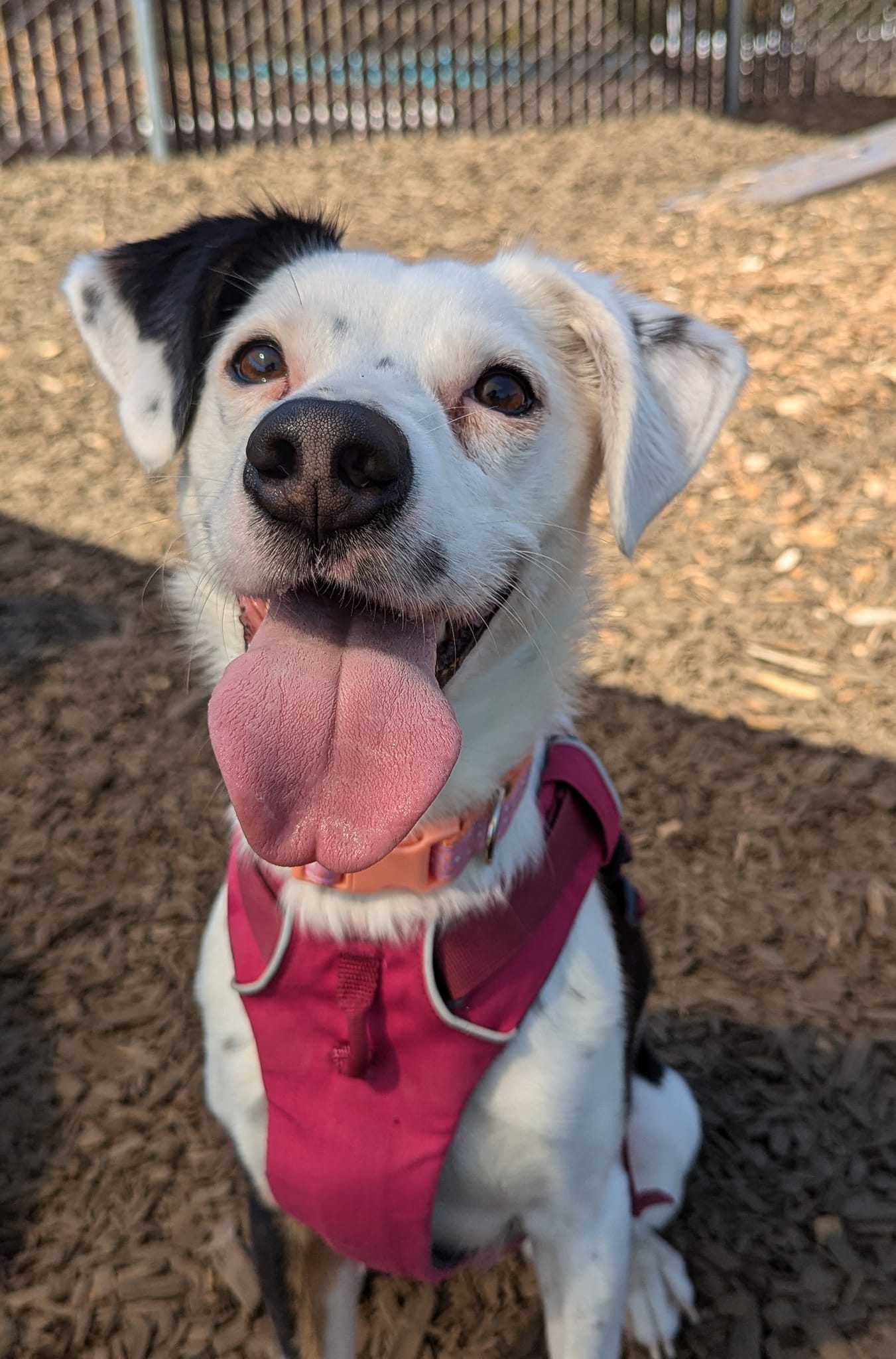 ADOPT - Whatcom Humane Society