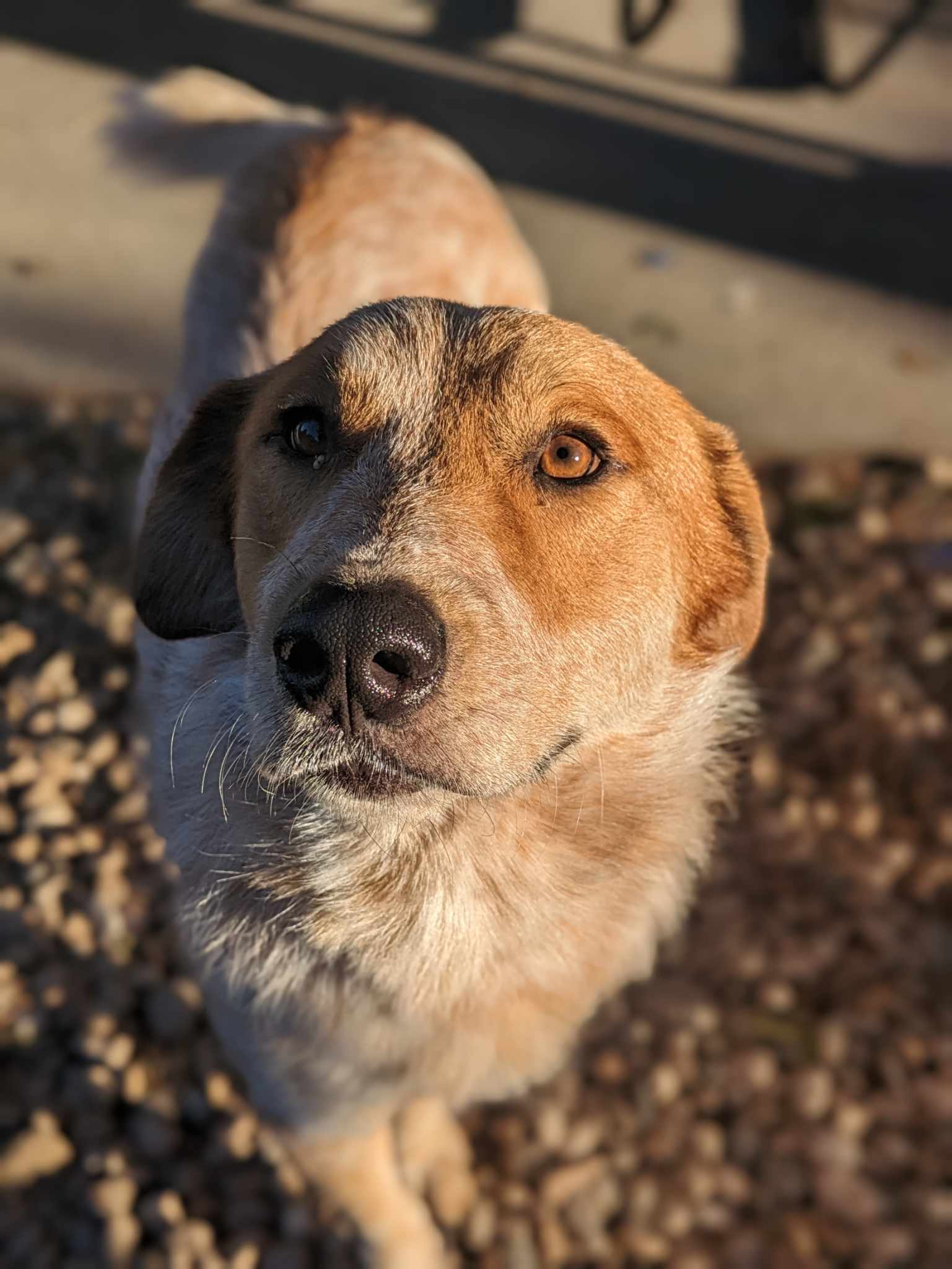Pets - Freedom Bound Hounds
