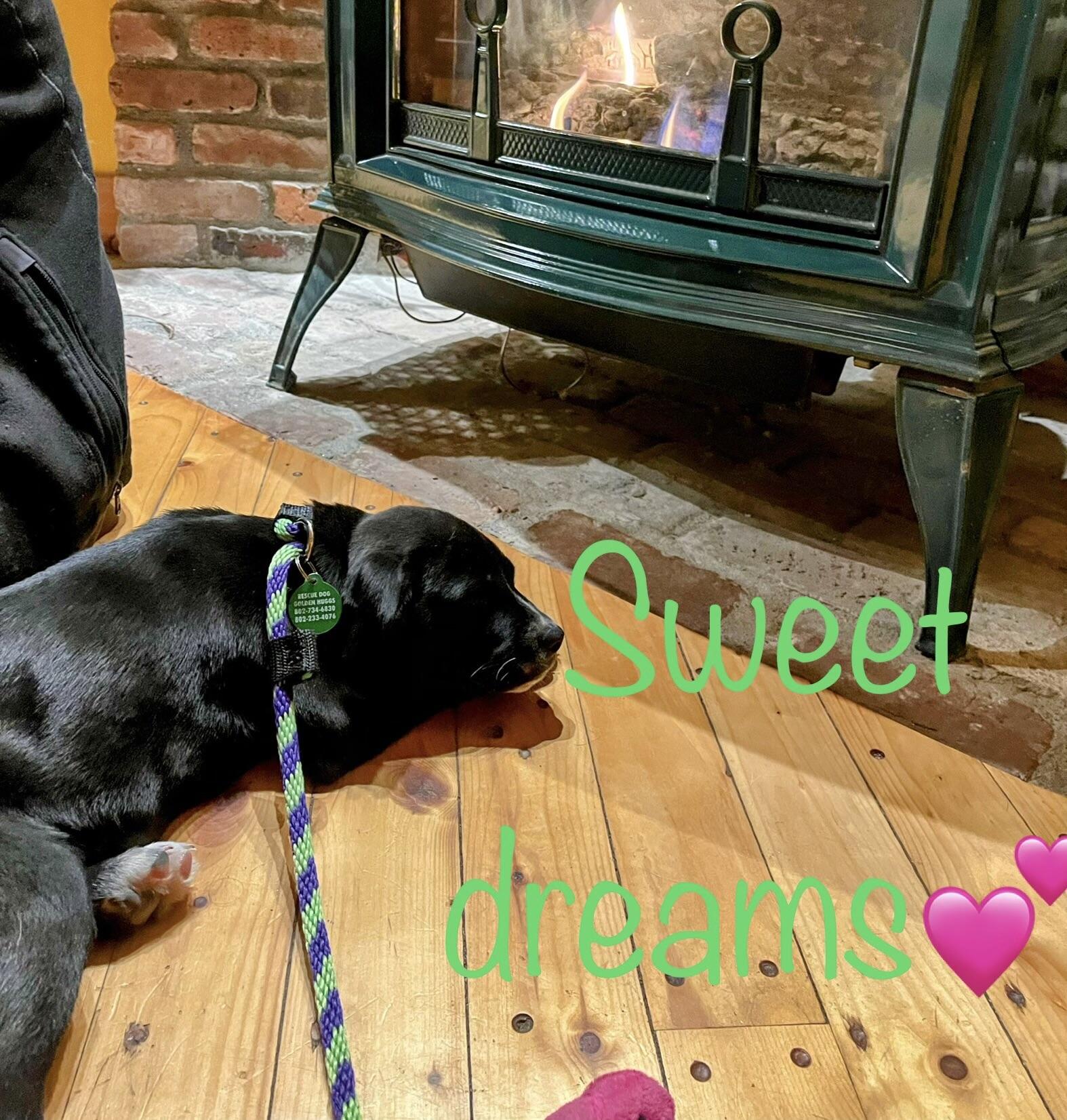 Emerson is in New England ! - Adoptable Pet | Petfinder | Petfinder