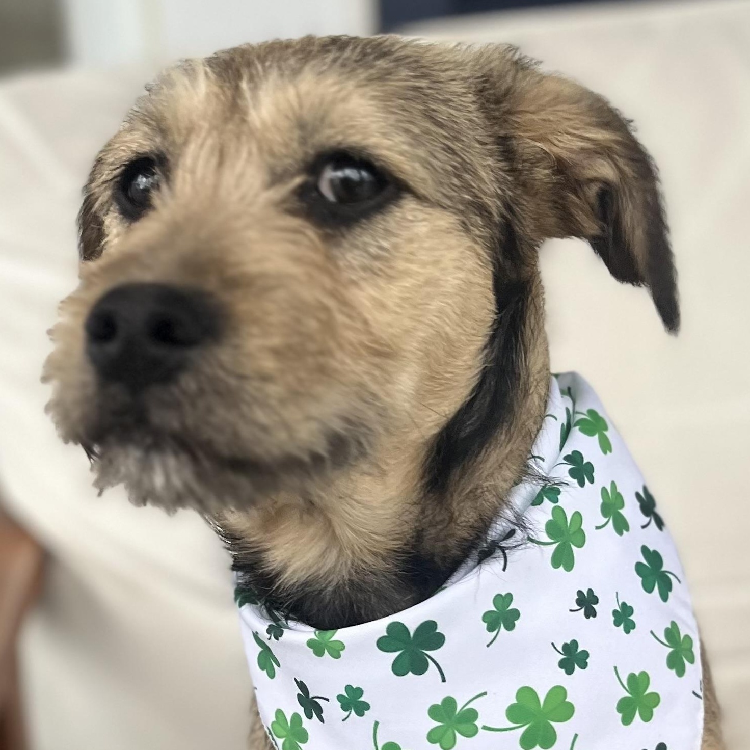 Dog for adoption - Iris (adoption pending), an Irish Wolfhound Mix in ...