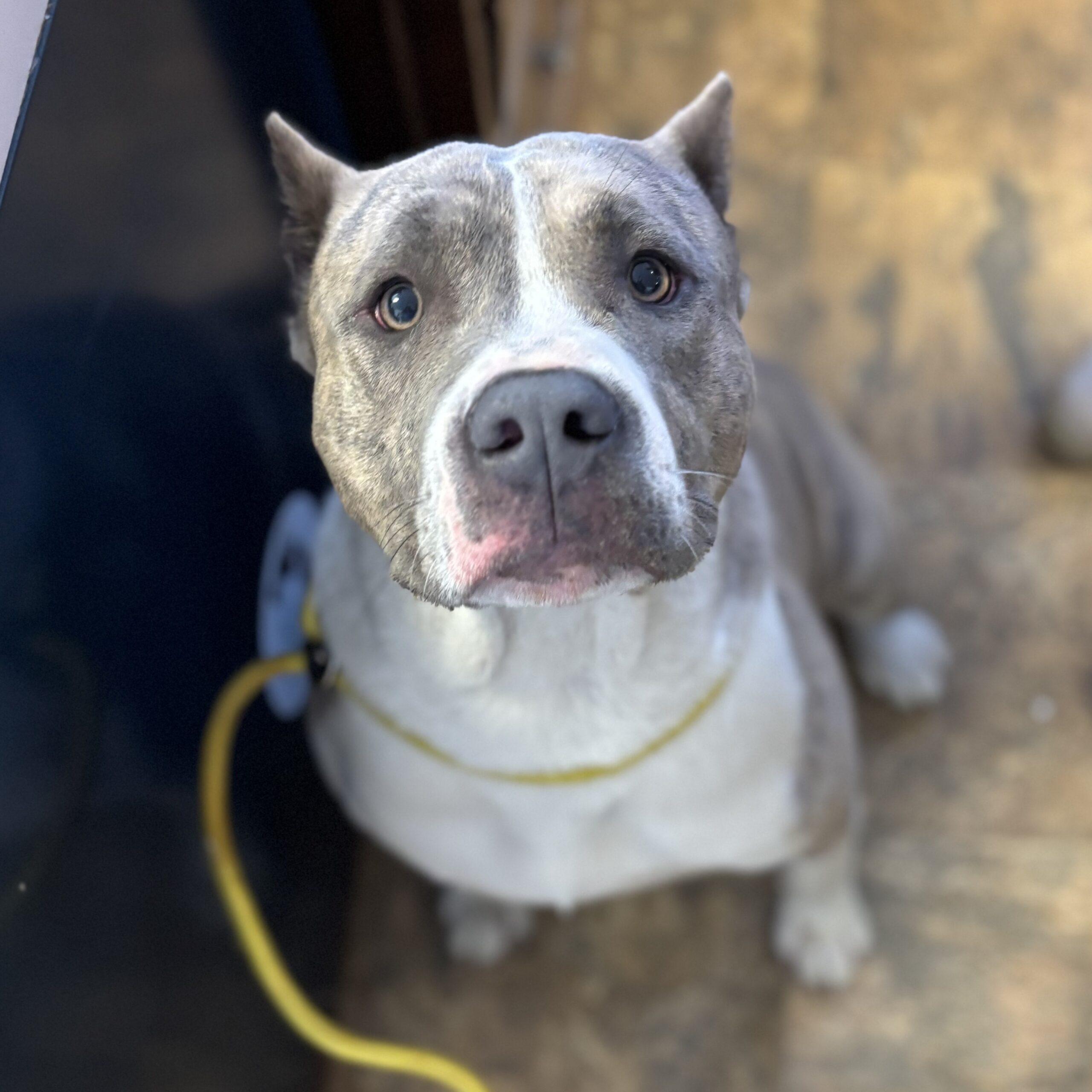 Dog for adoption - Fatback, a Pit Bull Terrier Mix in Providence, RI ...