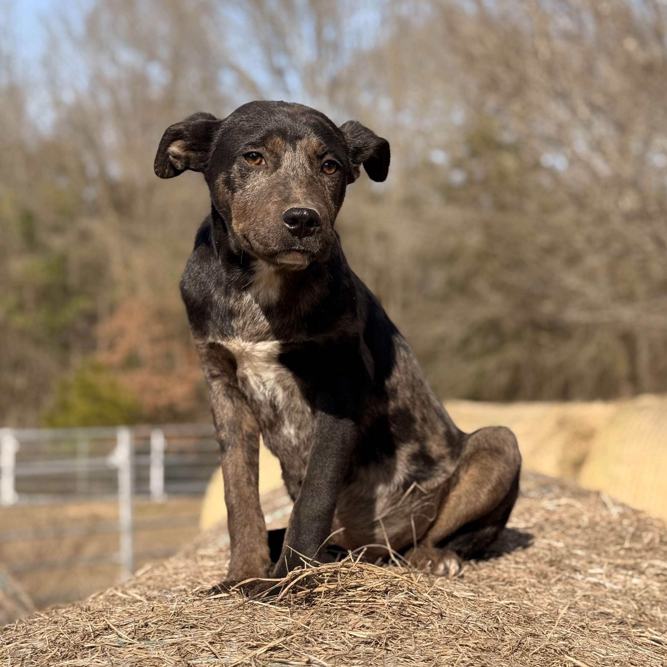 Dog for adoption - Samuel, a Catahoula Leopard Dog Mix in Joliet, IL | Petfinder
