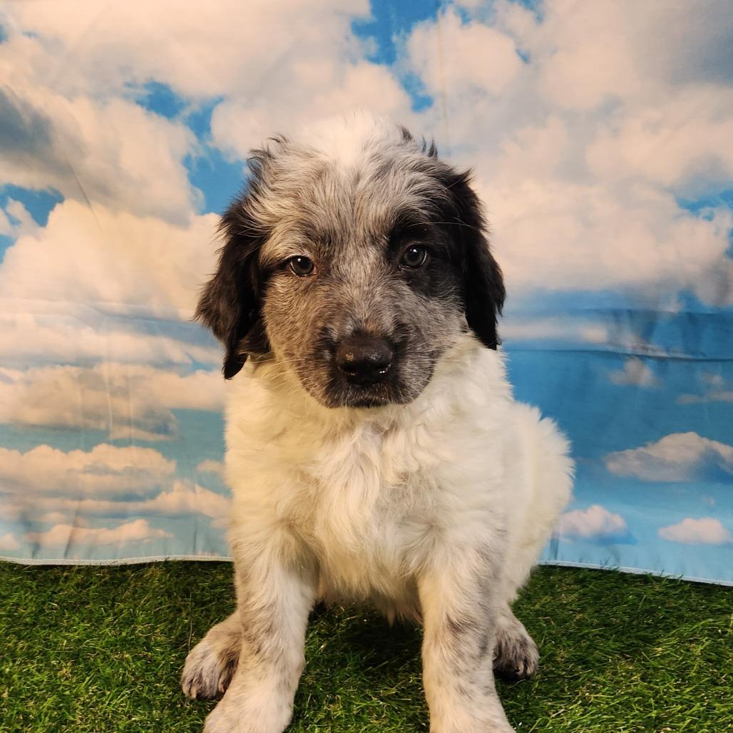 Dog for adoption - Anya JuM, a Great Pyrenees Mix in Hartford, CT ...