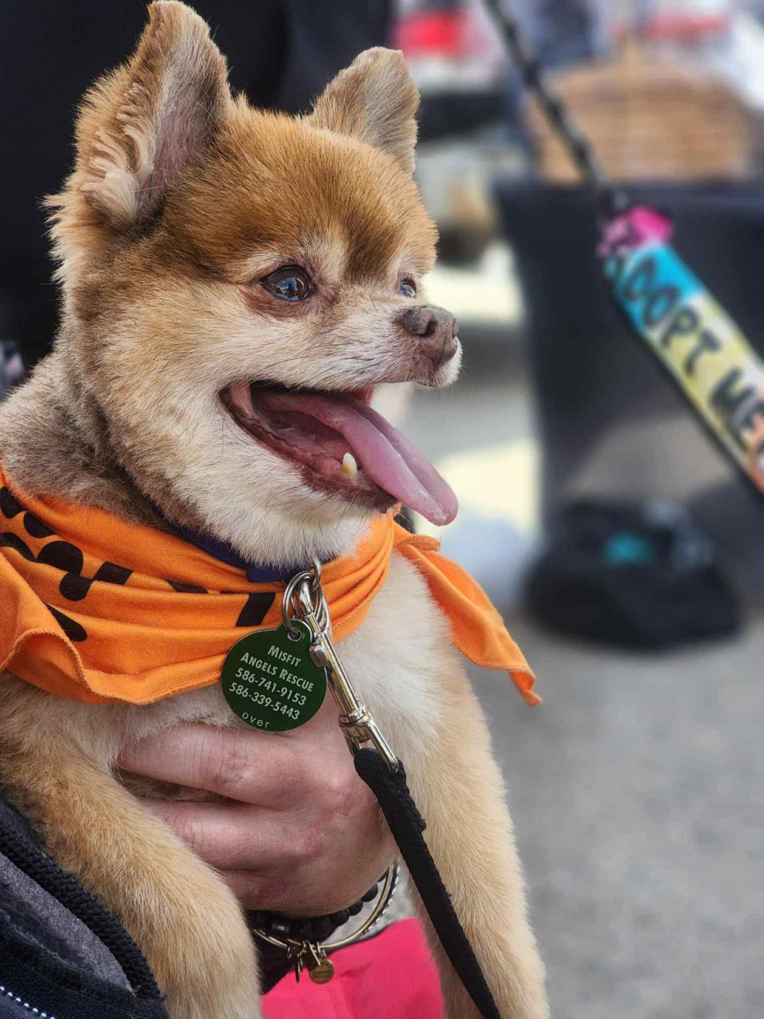 Dog for adoption - Kodiak! Dog/Cat Friendly!, a Pomeranian in ...