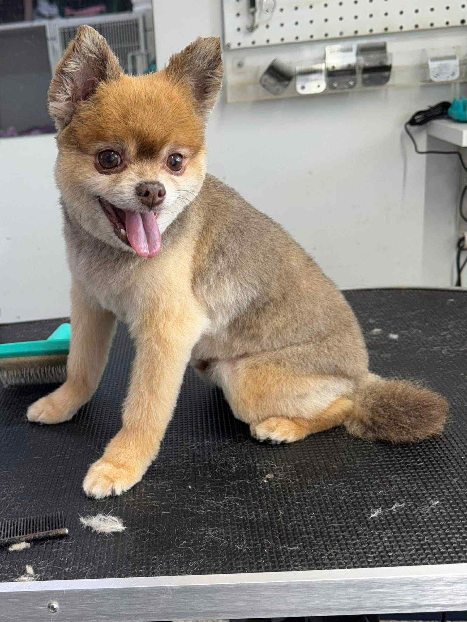Dog for adoption - Kodiak! Dog/Cat Friendly!, a Pomeranian in ...