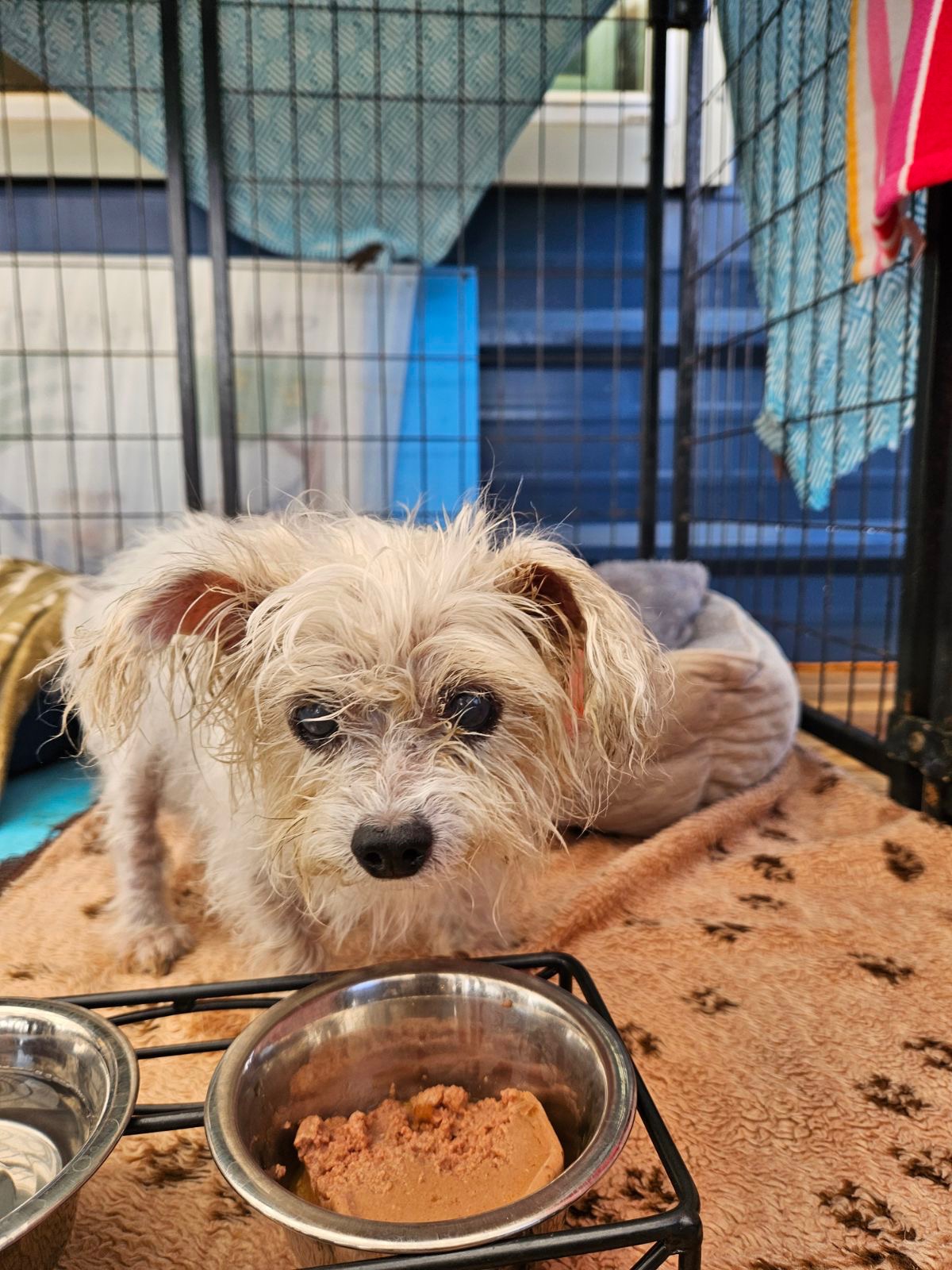 Dog for adoption - Akina, a Maltese Mix in Kapaa, HI | Petfinder