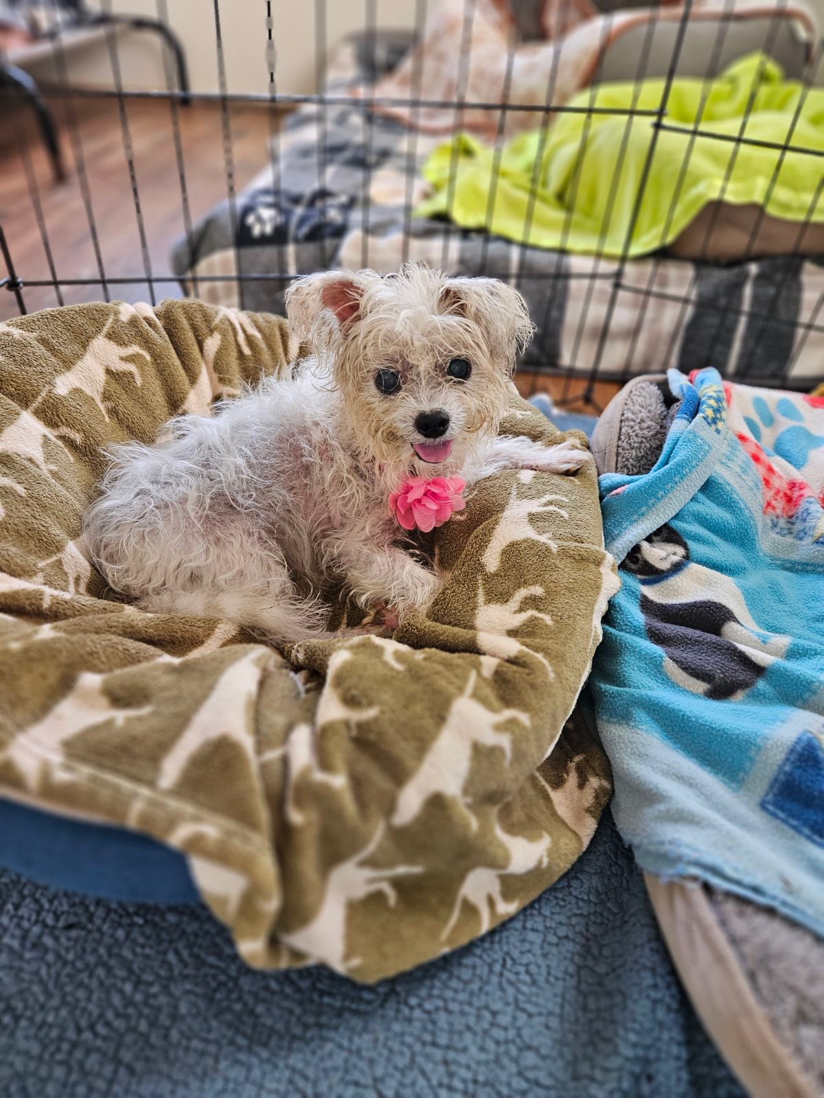 Dog for adoption - Akina, a Maltese Mix in Kapaa, HI | Petfinder