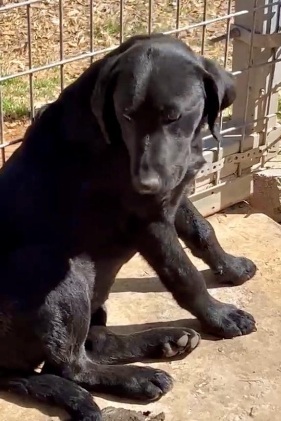 Dog for adoption - Cinnamon, a Black Labrador Retriever Mix in North ...