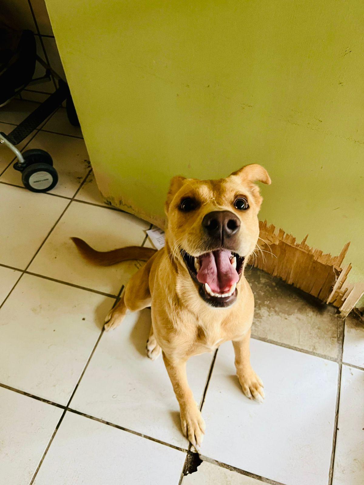 Dog for adoption - caramel, a Labrador Retriever & Golden Retriever Mix ...