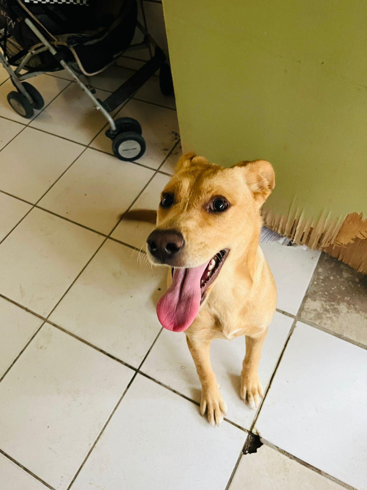 Dog for adoption - caramel, a Labrador Retriever & Golden Retriever Mix ...
