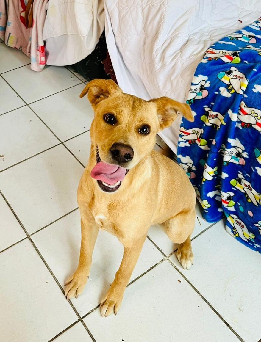 Dog for adoption - caramel, a Labrador Retriever & Golden Retriever Mix ...