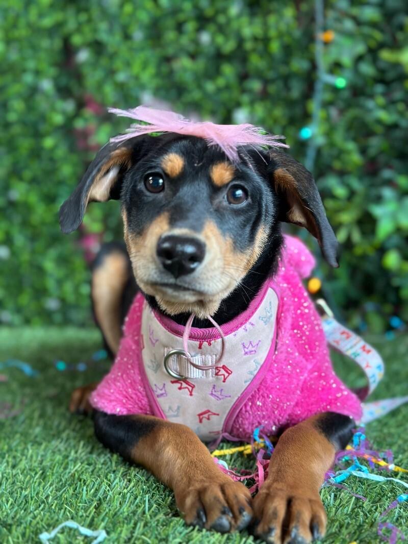 Dog for adoption - Bitsy, a German Pinscher & Labrador Retriever Mix in ...