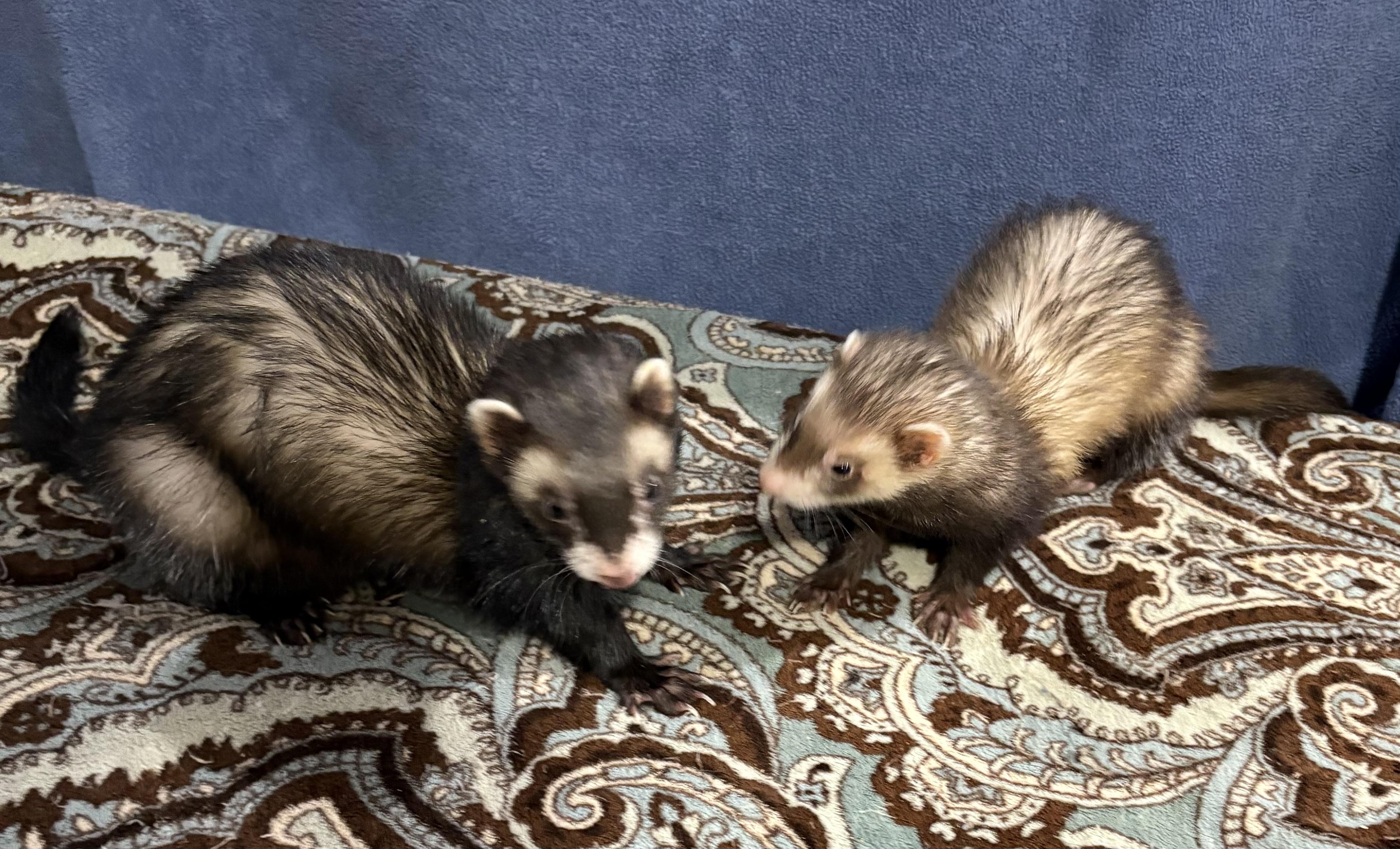 Ferret for adoption - Pumpkin AND Spice, a Ferret in Grand Rapids, MI ...