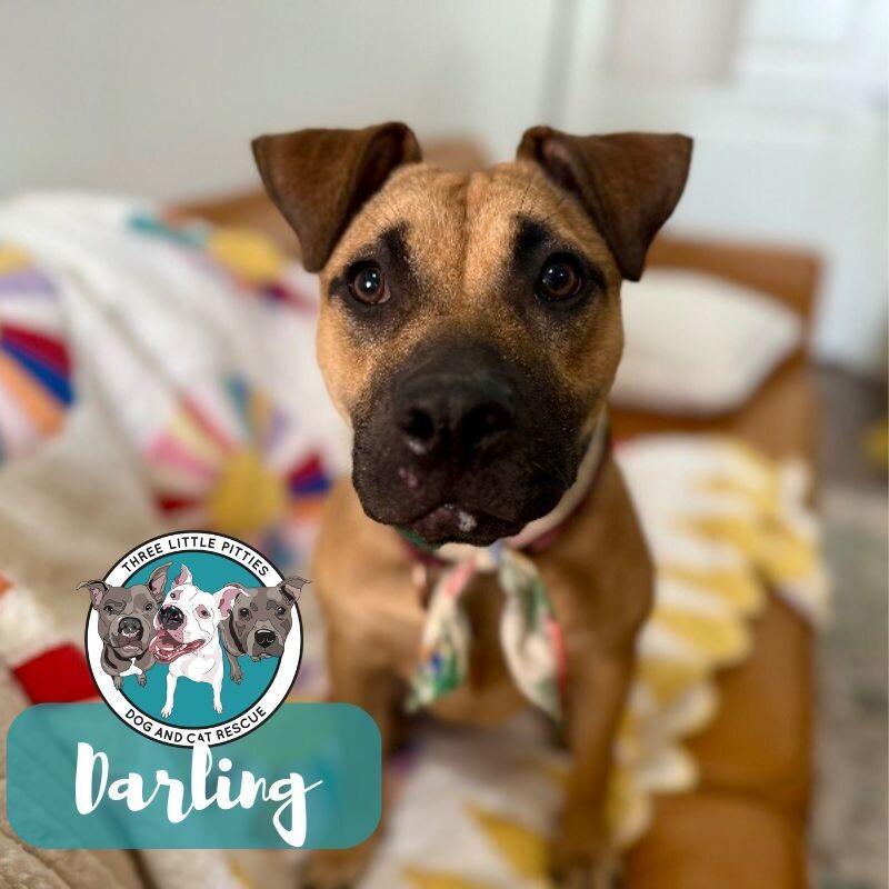 Dog for adoption - Darling Delight mini bestie for all, a Labrador ...