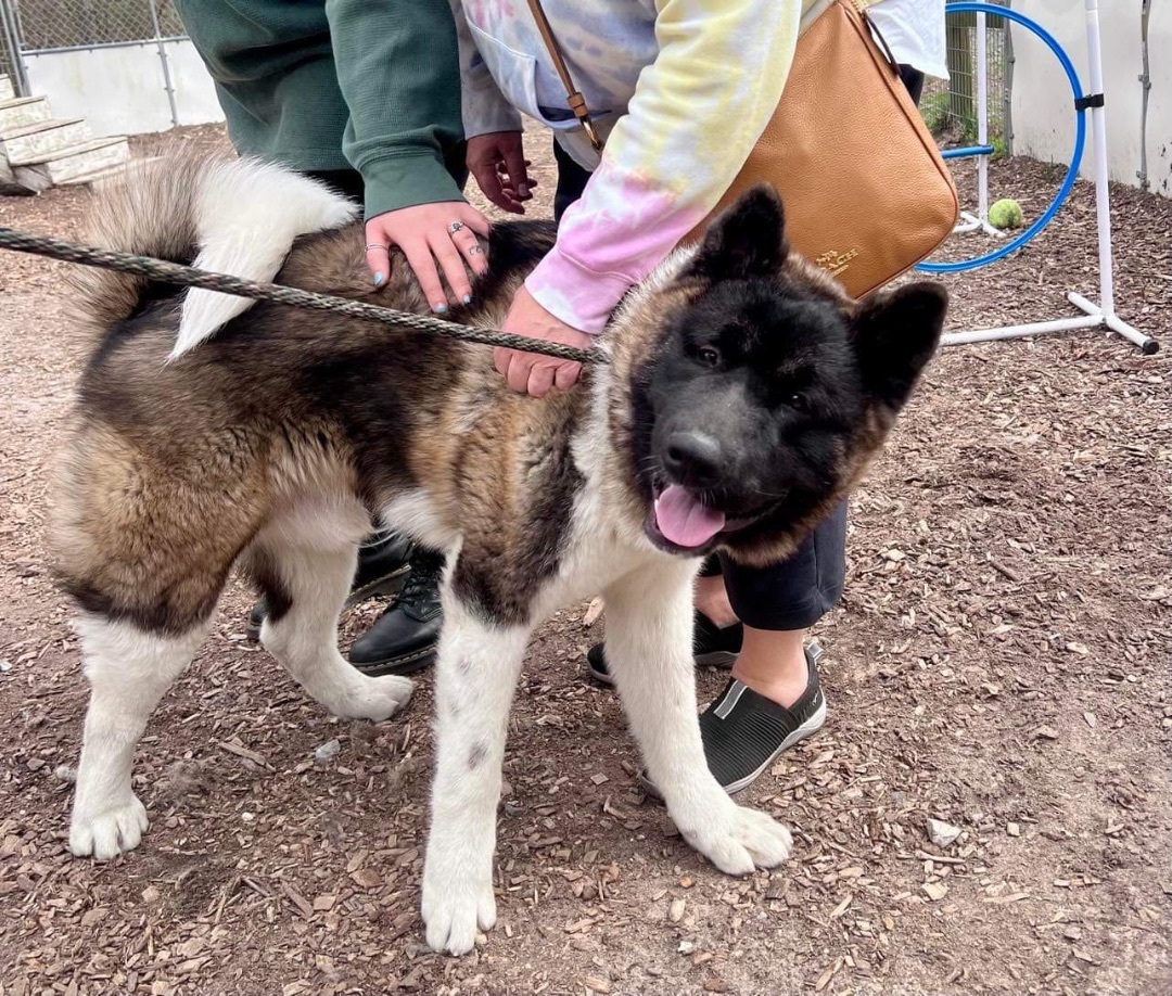 Big East Akita Rescue